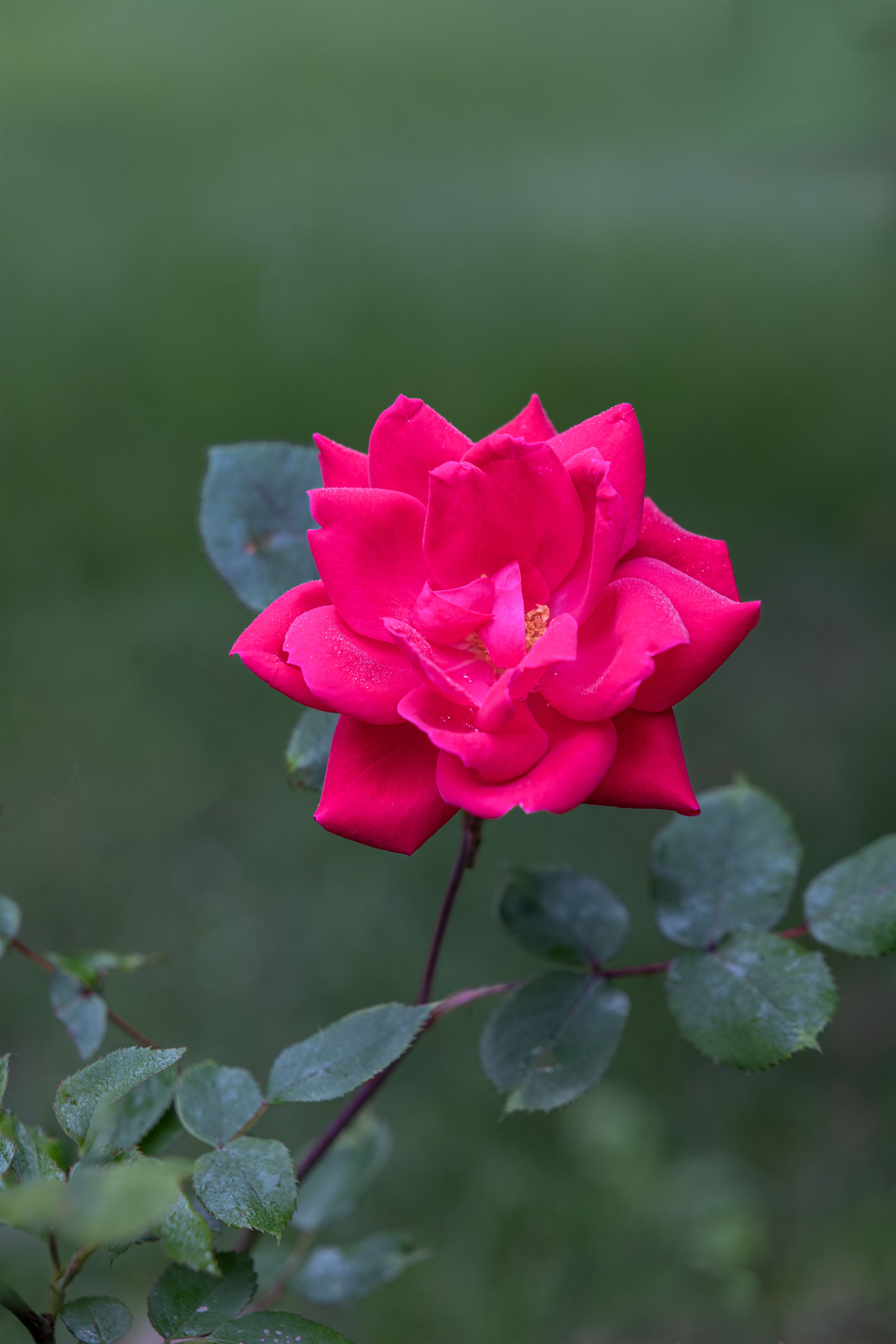 Vibrant Red Rose in Bloom with Greenery · Free Stock Photo