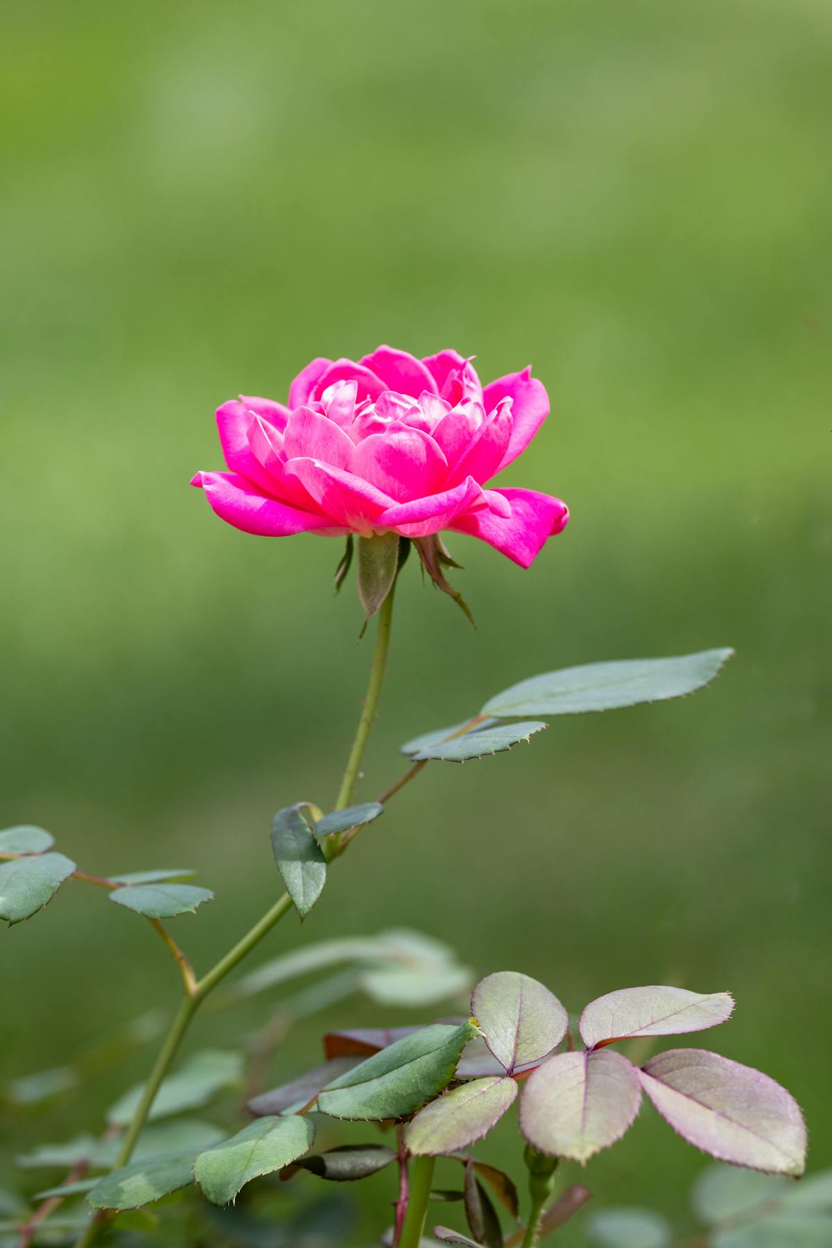 Hd Wallpaper Mia Khalifa Photos, Download The BEST Free Hd Wallpaper ...