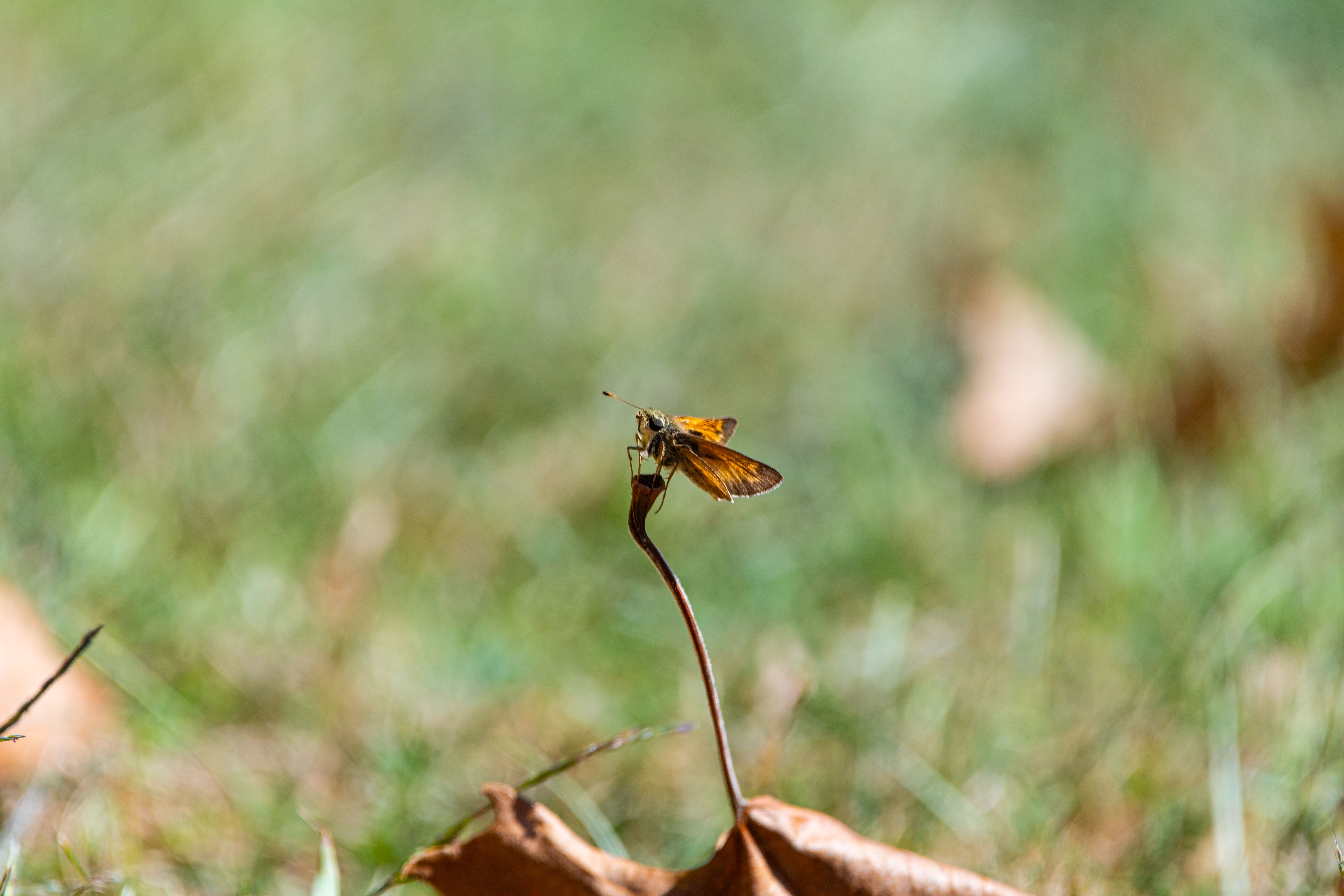 Tentative Photos, Download The BEST Free Tentative Stock Photos & HD Images