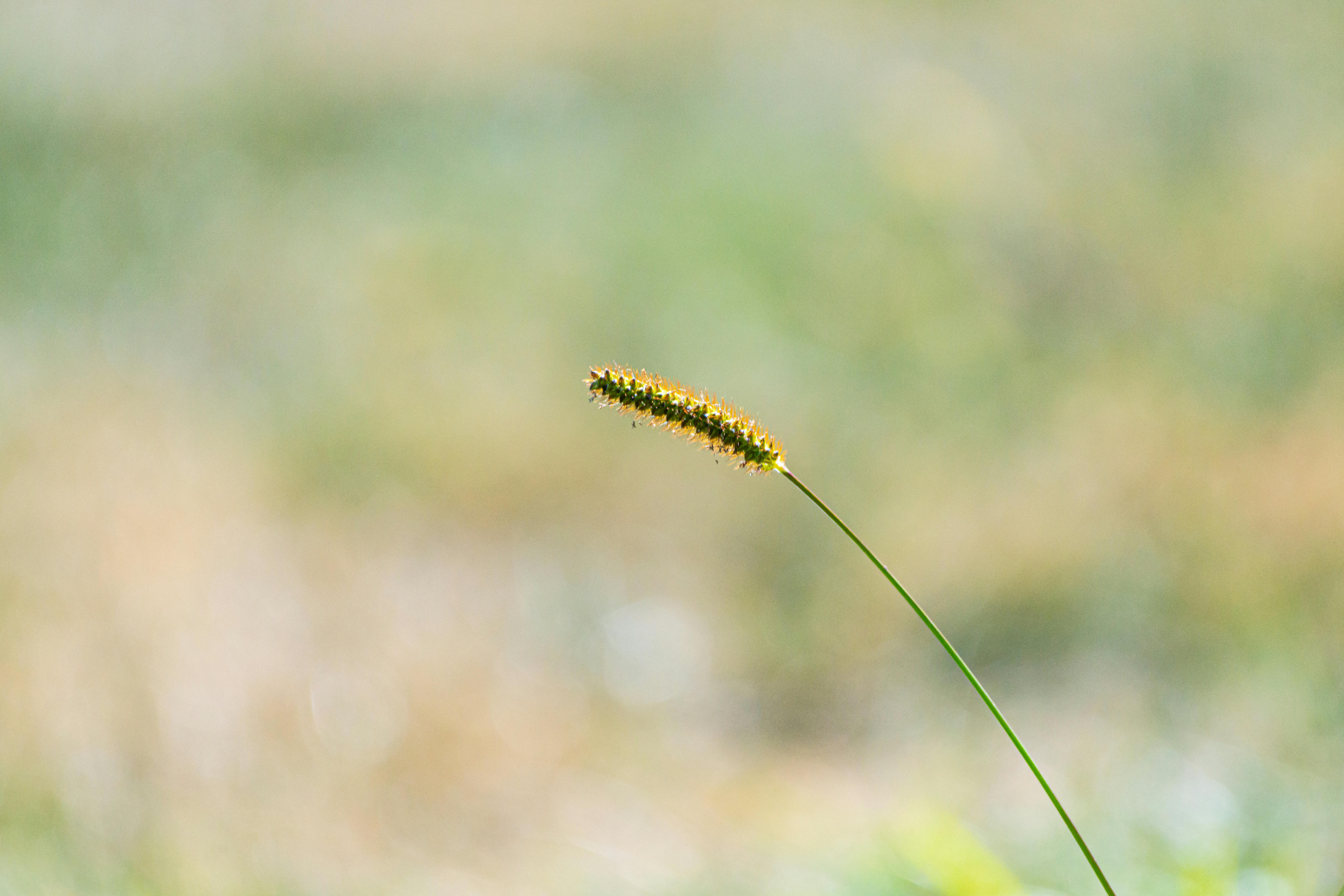 Close-up of Single Grass Flower on Blur Background · Free Stock Photo