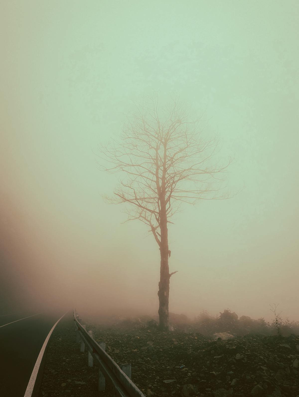 Aesthetic Tree Photos, Download The BEST Free Aesthetic Tree Stock ...