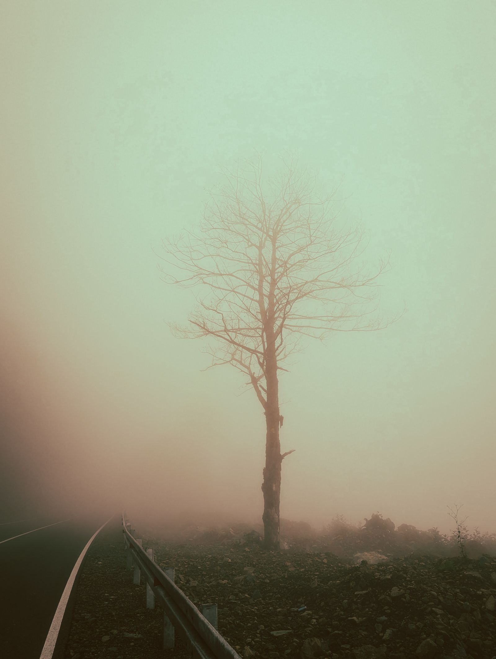 Aesthetic Tree Photos, Download The BEST Free Aesthetic Tree Stock ...
