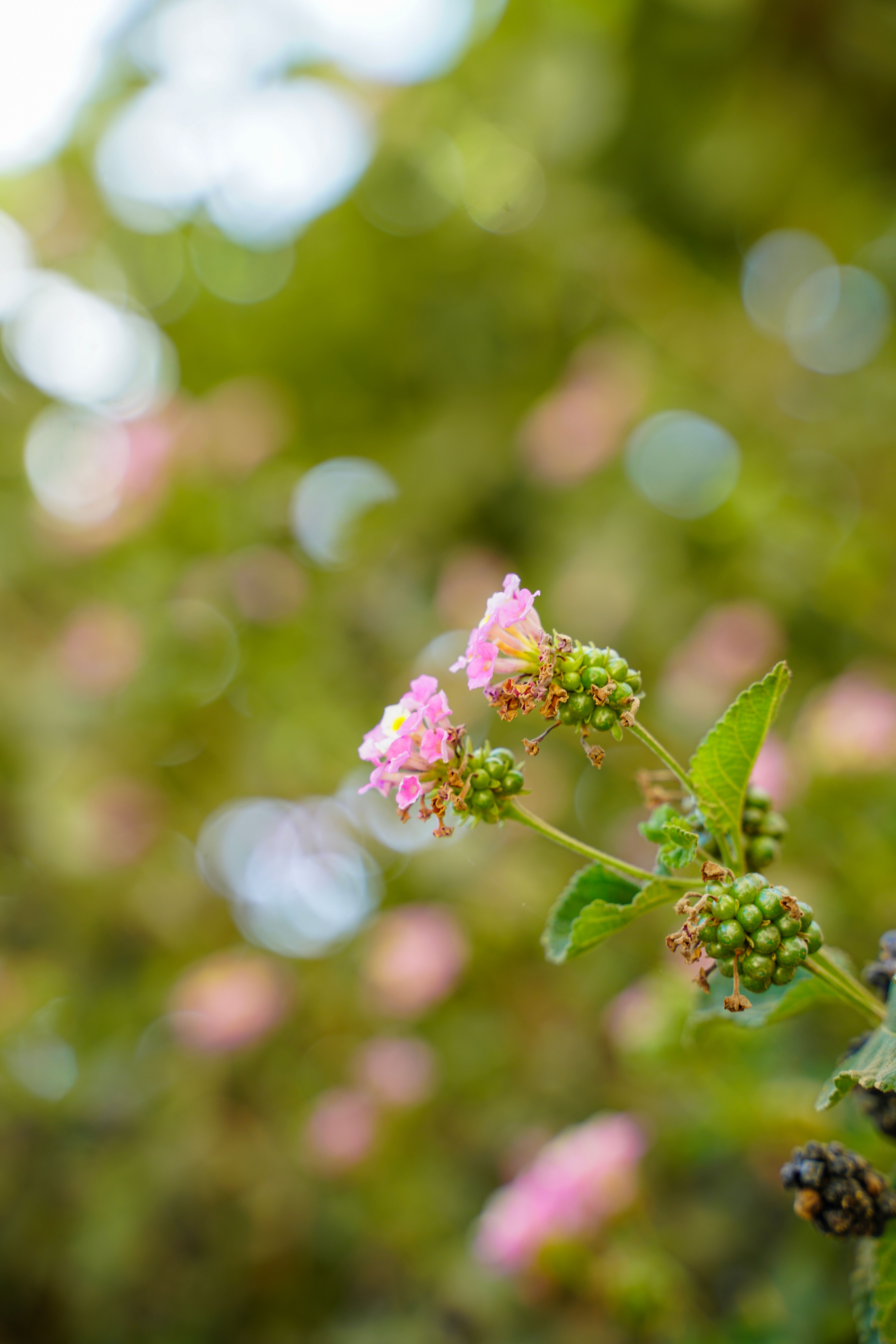 2d Flower Photos, Download The BEST Free 2d Flower Stock Photos & HD Images