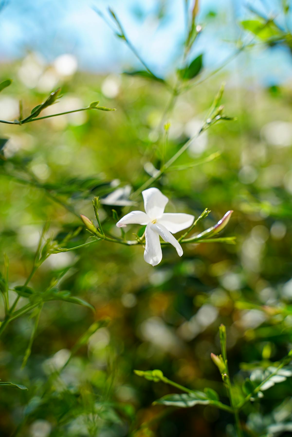 Jasmine Flower Photos, Download The BEST Free Jasmine Flower Stock ...