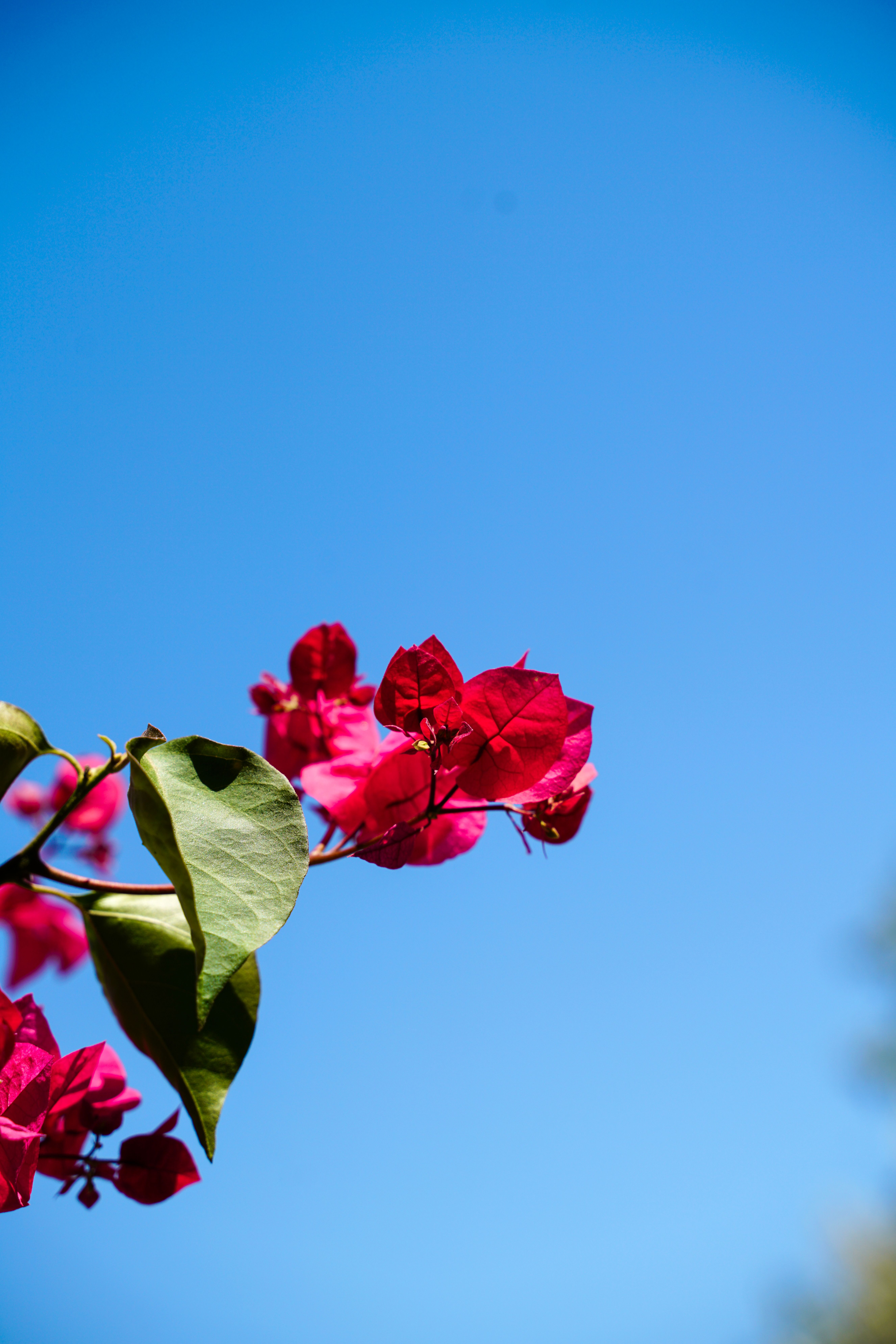 2d Flower Photos, Download The BEST Free 2d Flower Stock Photos & HD Images