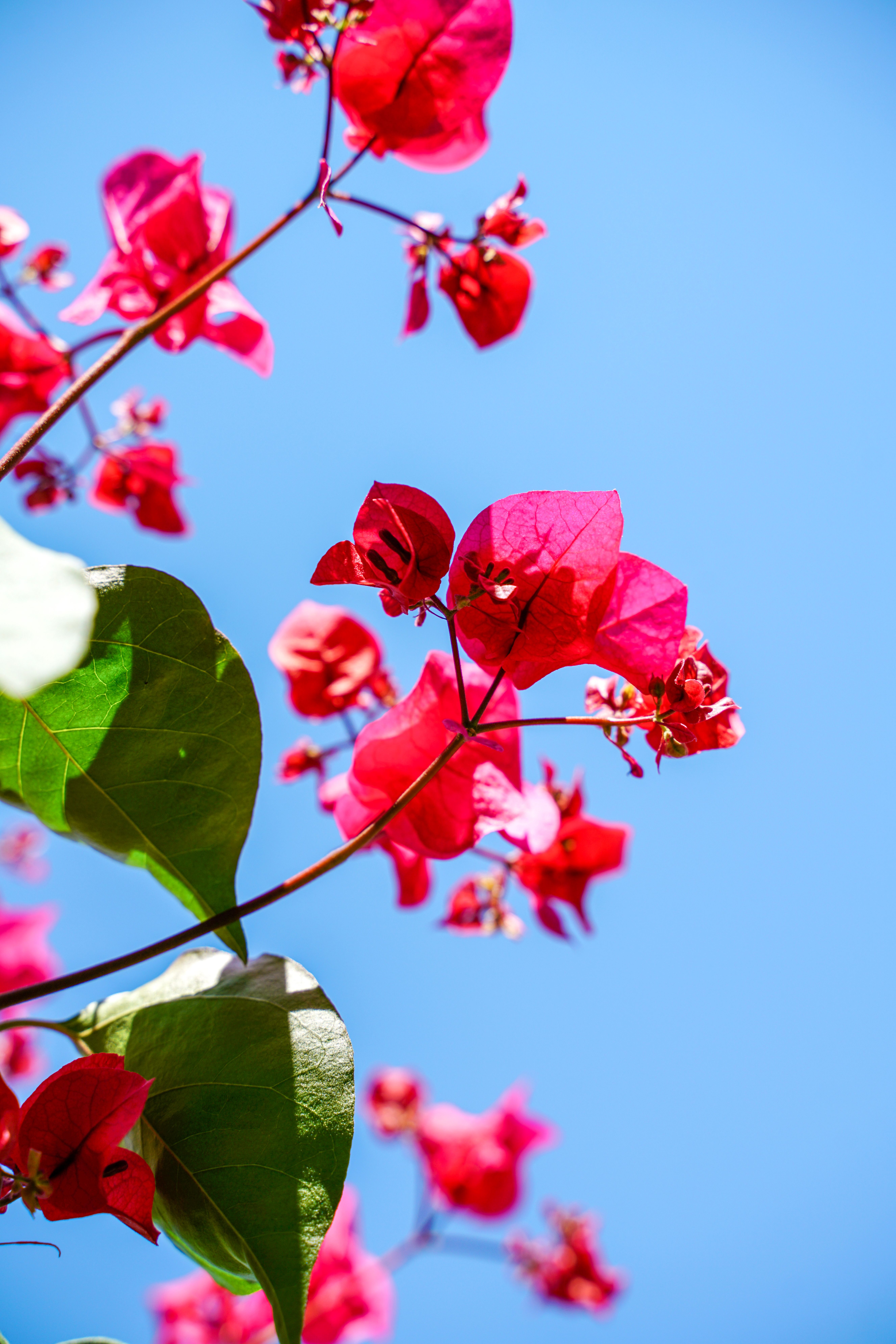 2d Flower Photos, Download The BEST Free 2d Flower Stock Photos & HD Images