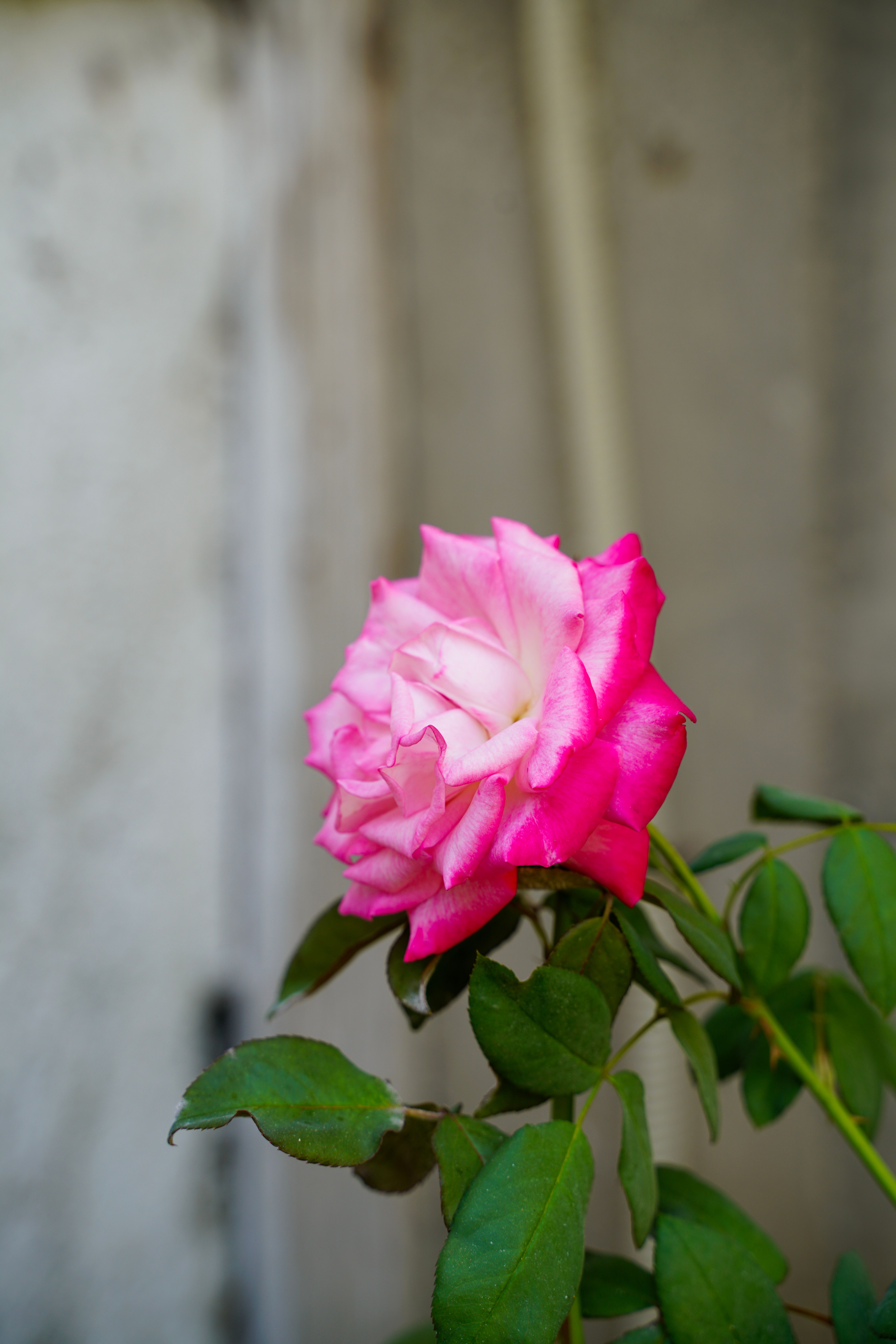 2d Flower Photos, Download The BEST Free 2d Flower Stock Photos & HD Images