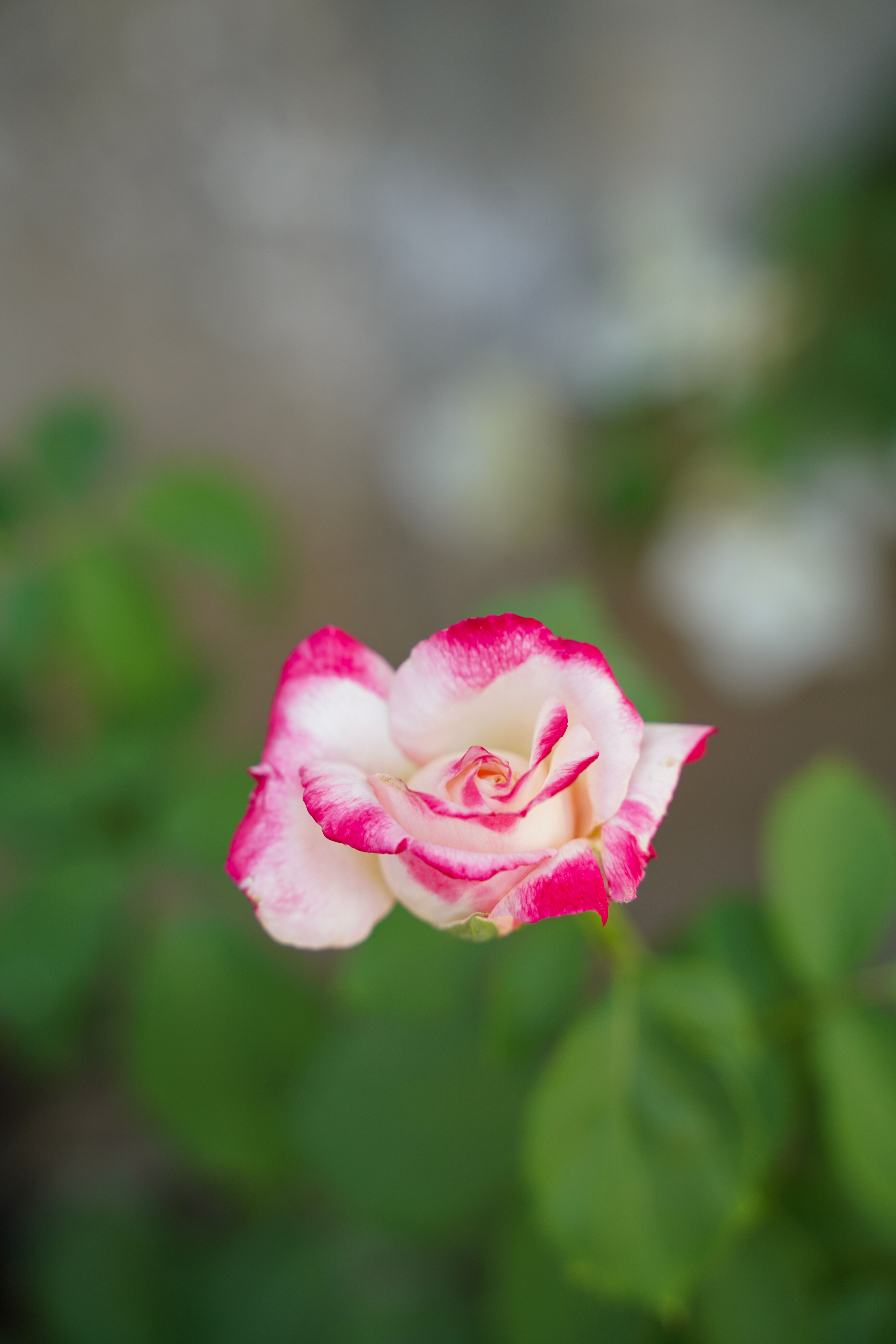 Close-up of Pink and White Rose in Bloom · Free Stock Photo