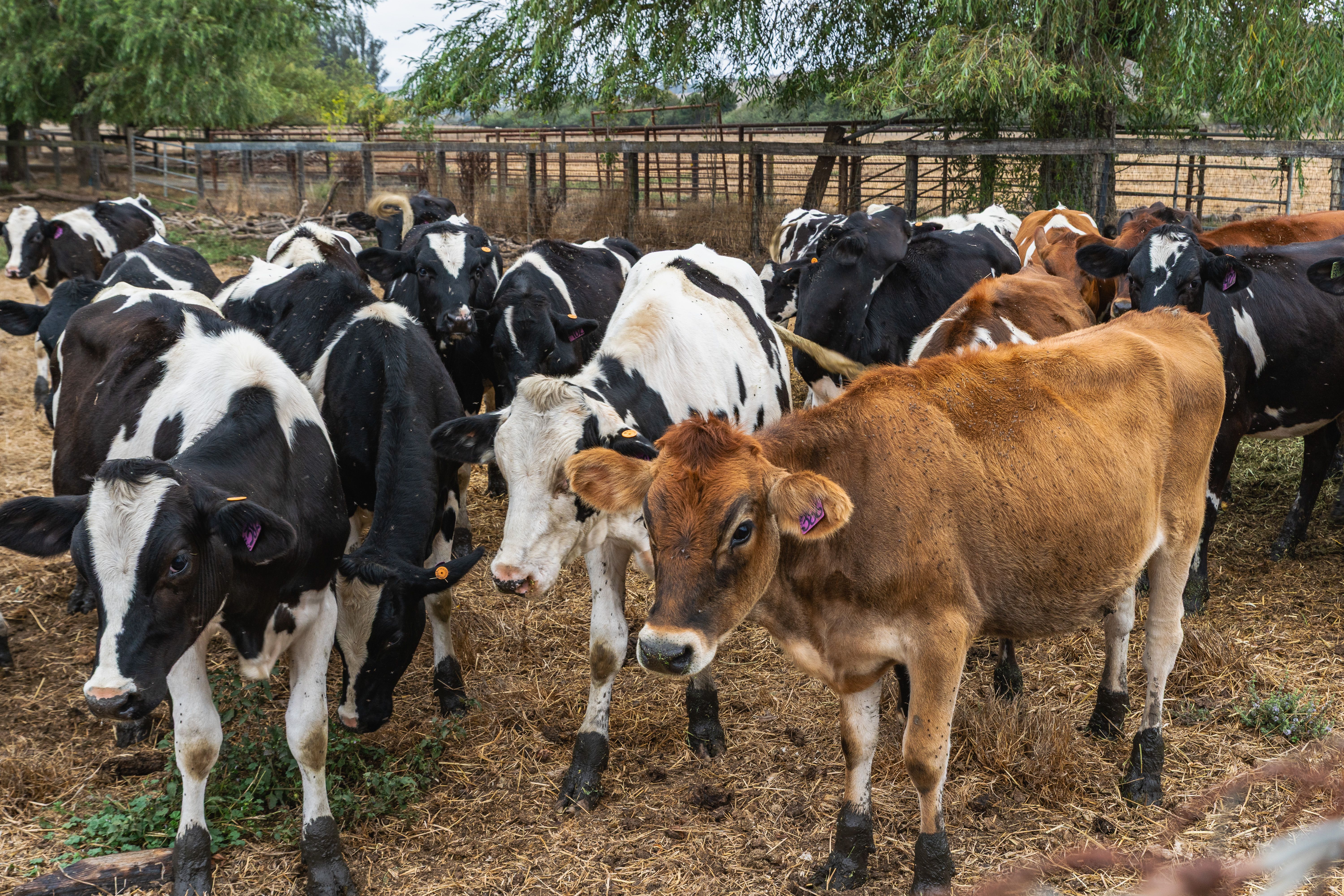 Herd of Cows Grazing in Outdoor Farmyard · Free Stock Photo