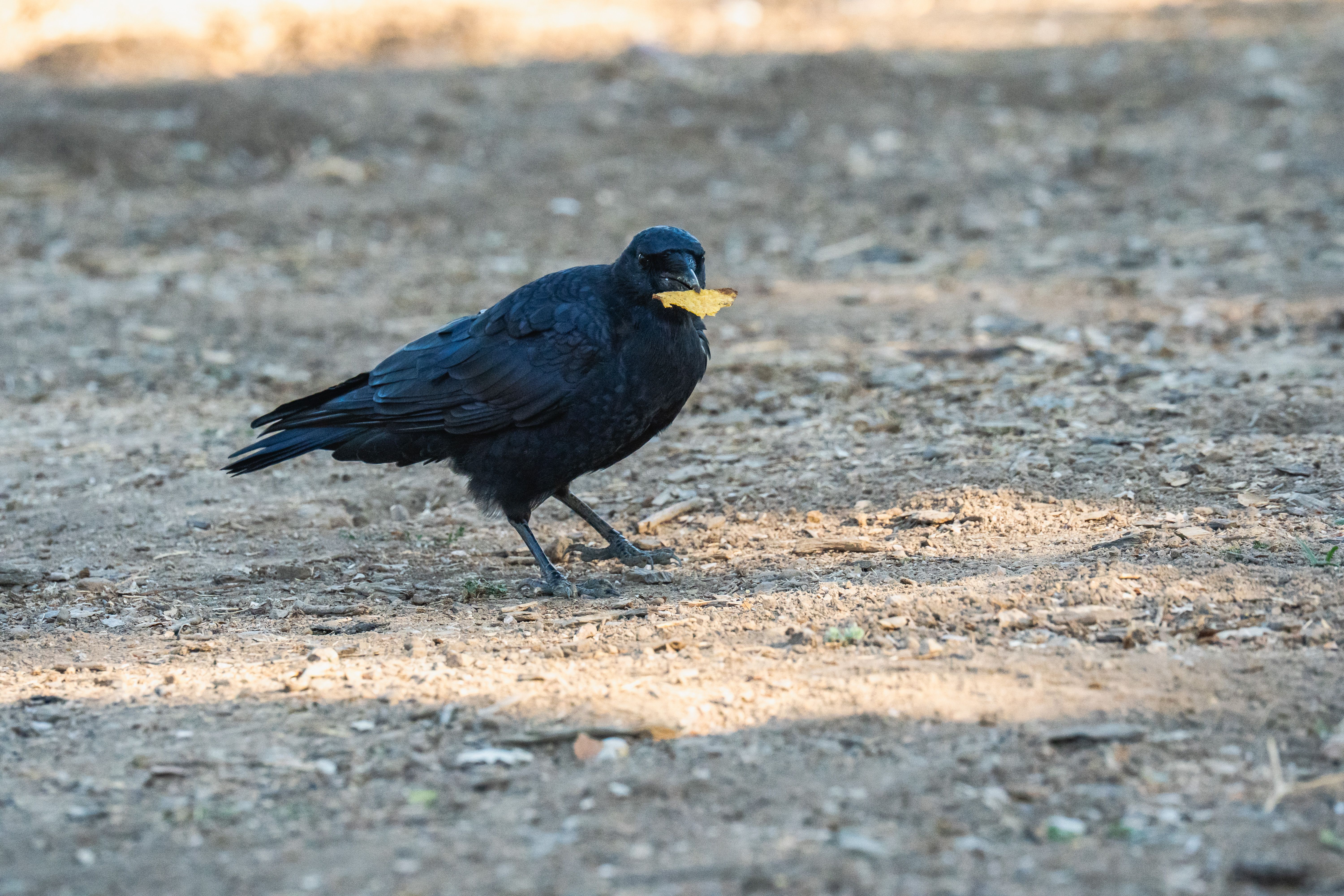 Crow Mean Photos, Download The BEST Free Crow Mean Stock Photos & HD Images