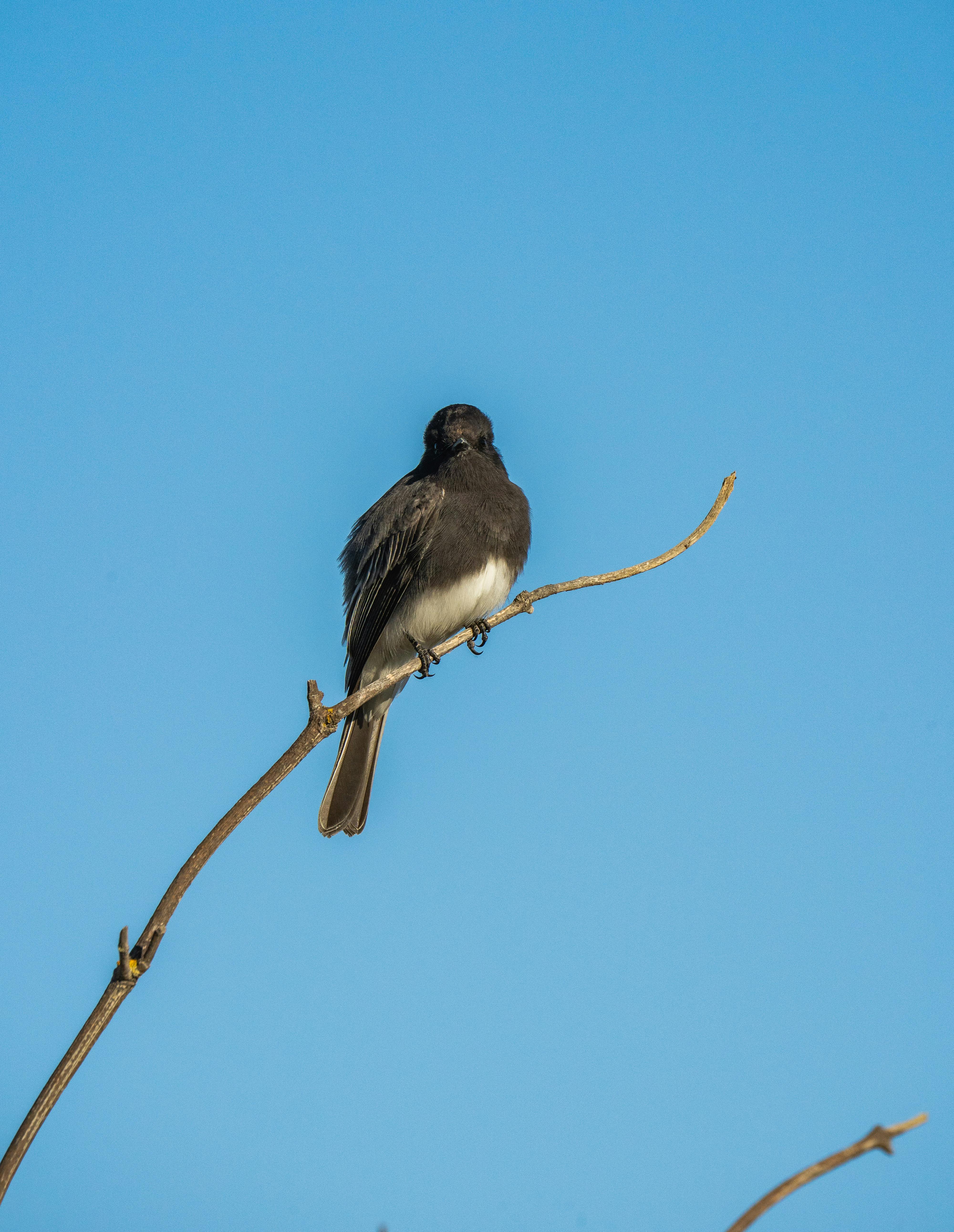 Koyal Bird Photos, Download The BEST Free Koyal Bird Stock Photos & HD ...