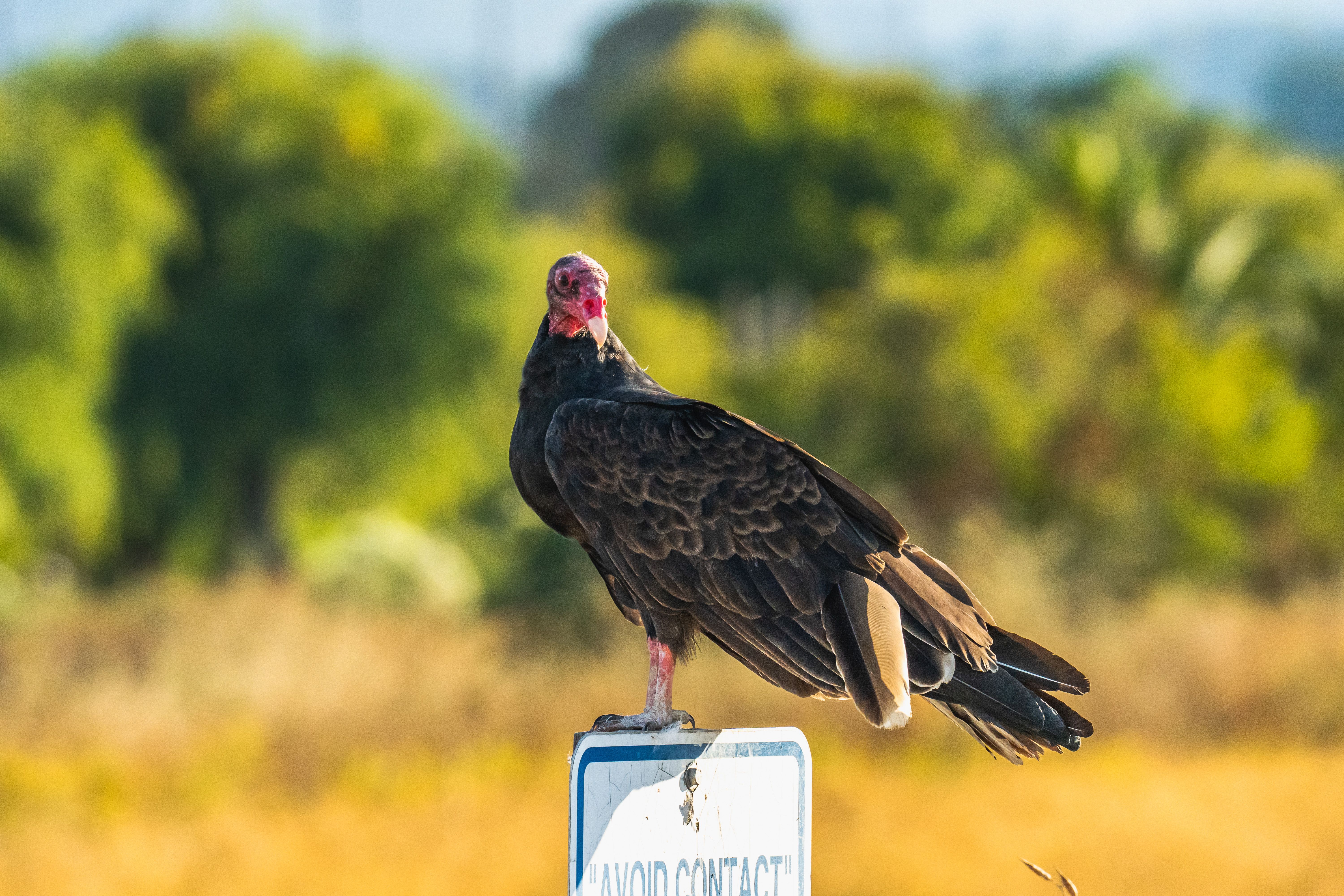 Turkey Vulture Perched on a Warning Sign Outdoors · Free Stock Photo