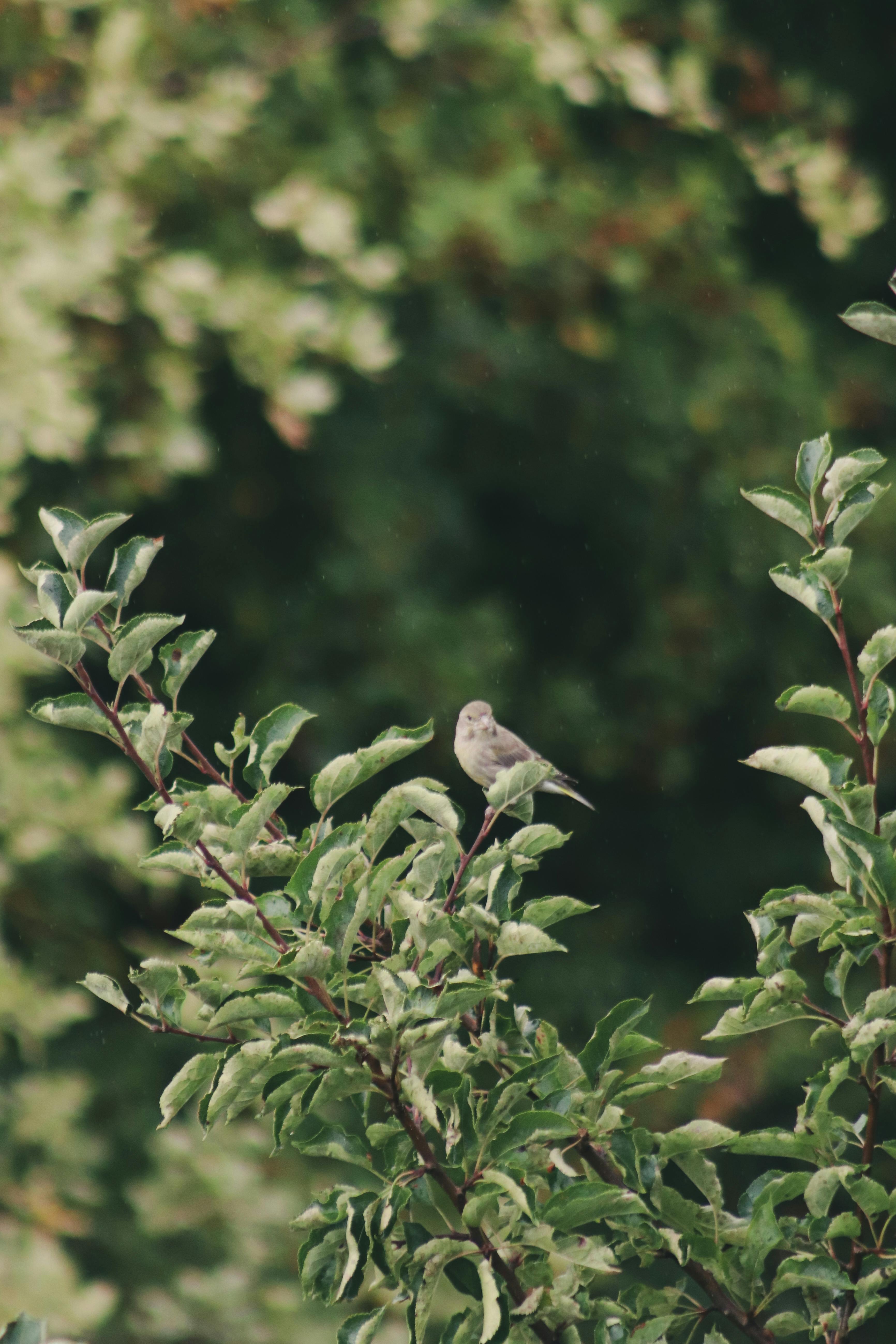 Koyal Bird Photos, Download The BEST Free Koyal Bird Stock Photos & HD ...