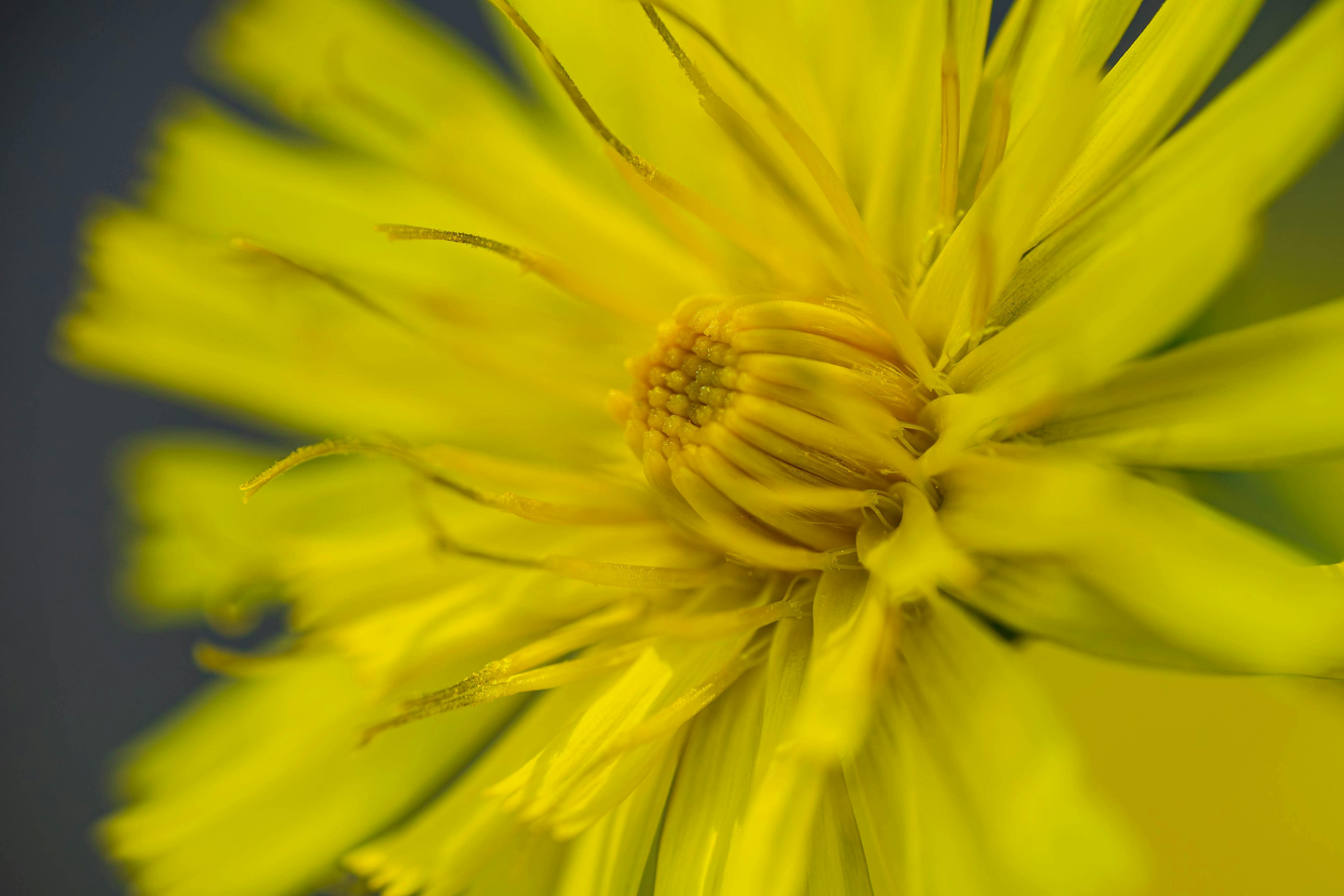 Gulab Flower Background Photos, Download The BEST Free Gulab Flower ...