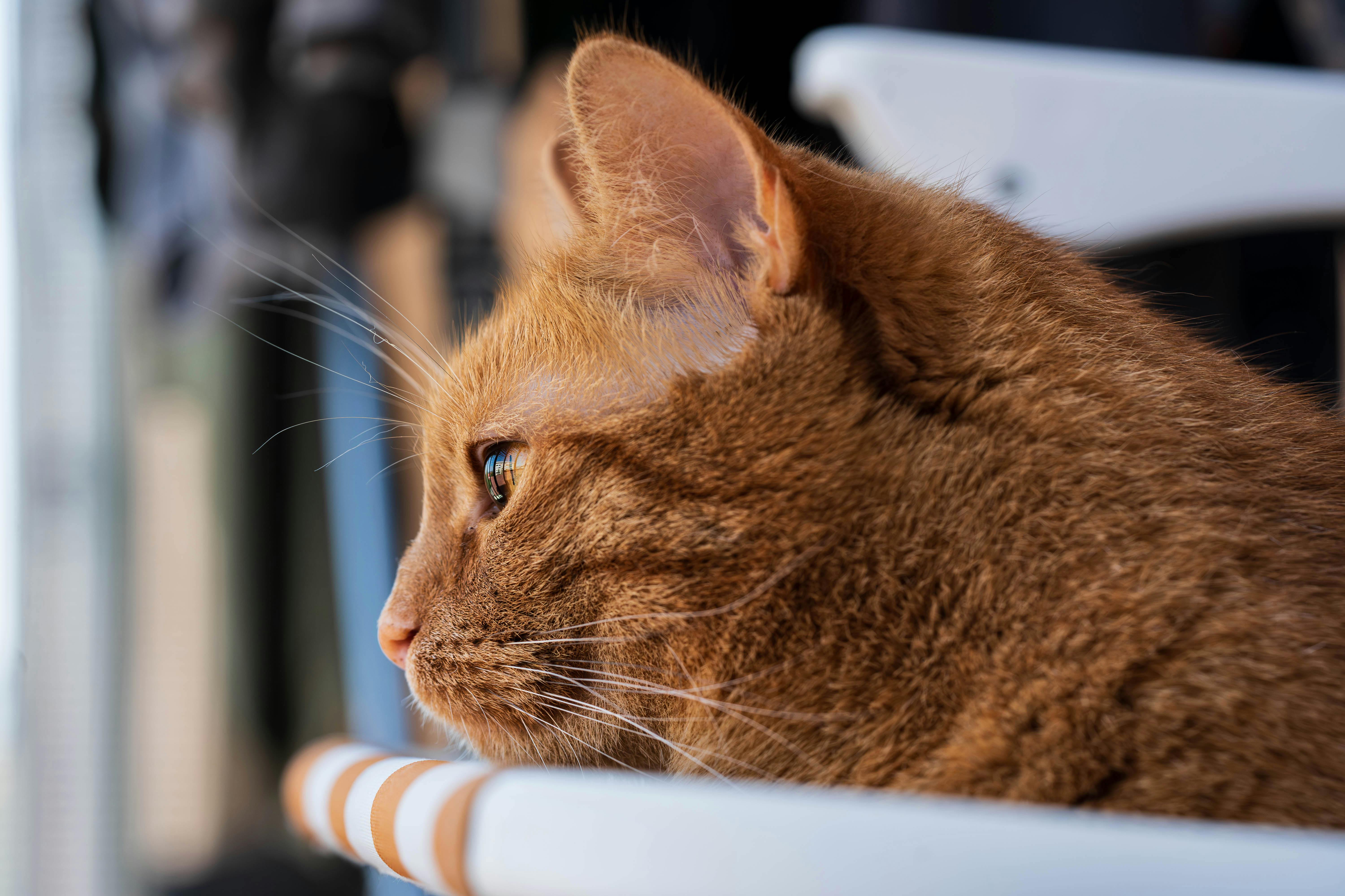 Cat Side View Photos, Download The BEST Free Cat Side View Stock Photos ...