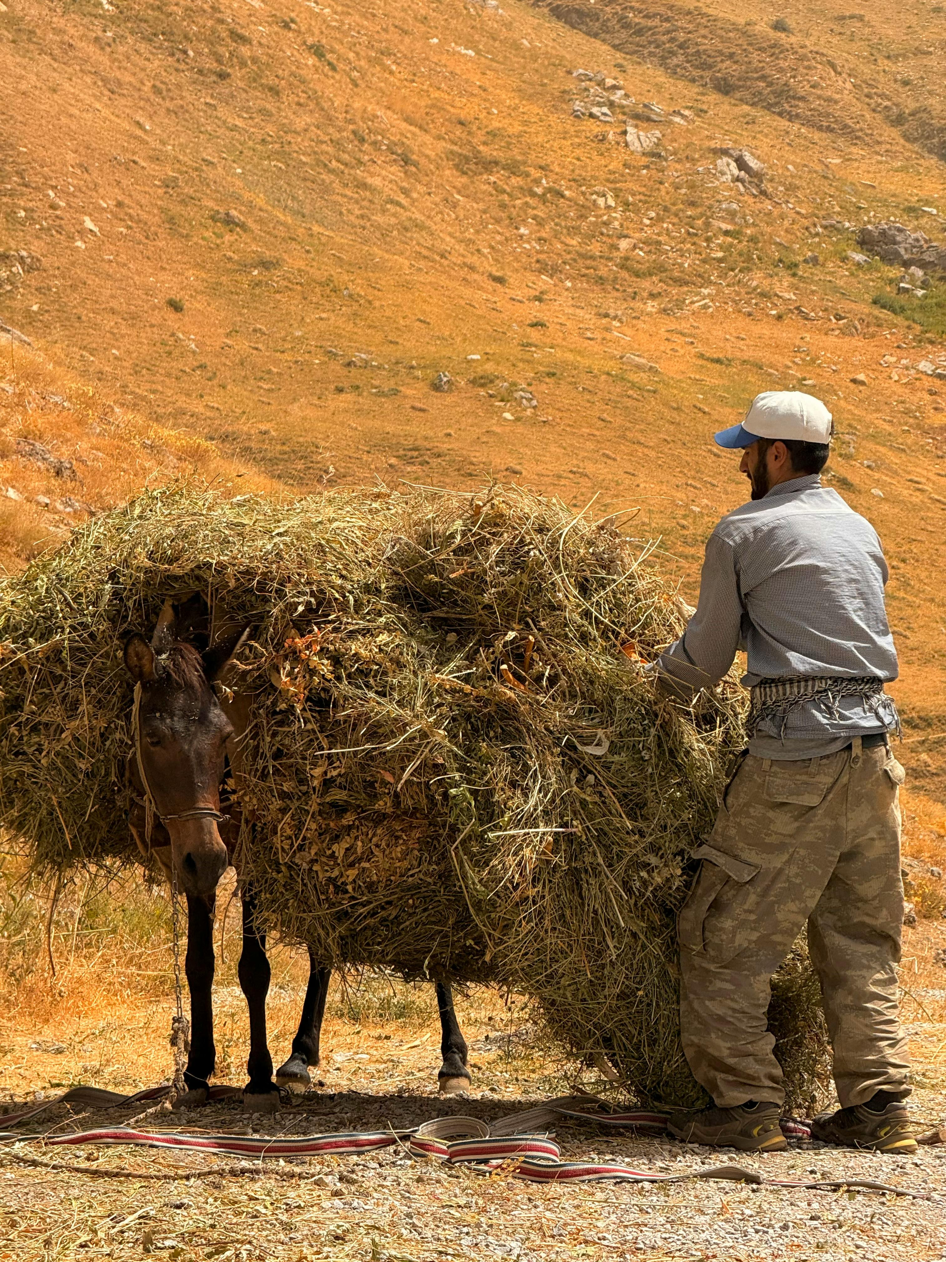 Farmer Loading Hay on Donkey in Van, Türkiye · Free Stock Photo