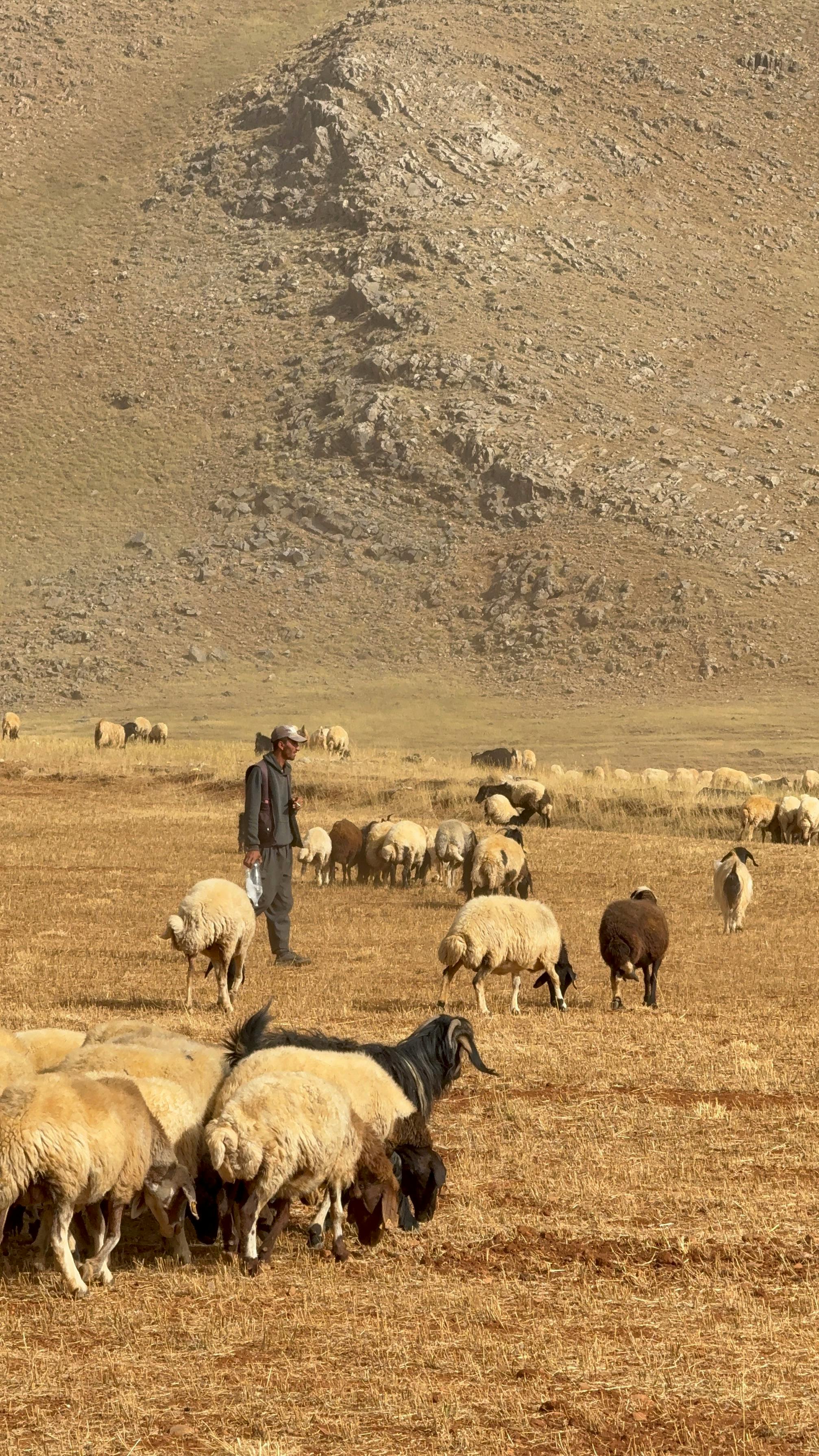 Snoopy Labor Day Photos, Download The BEST Free Snoopy Labor Day Stock ...