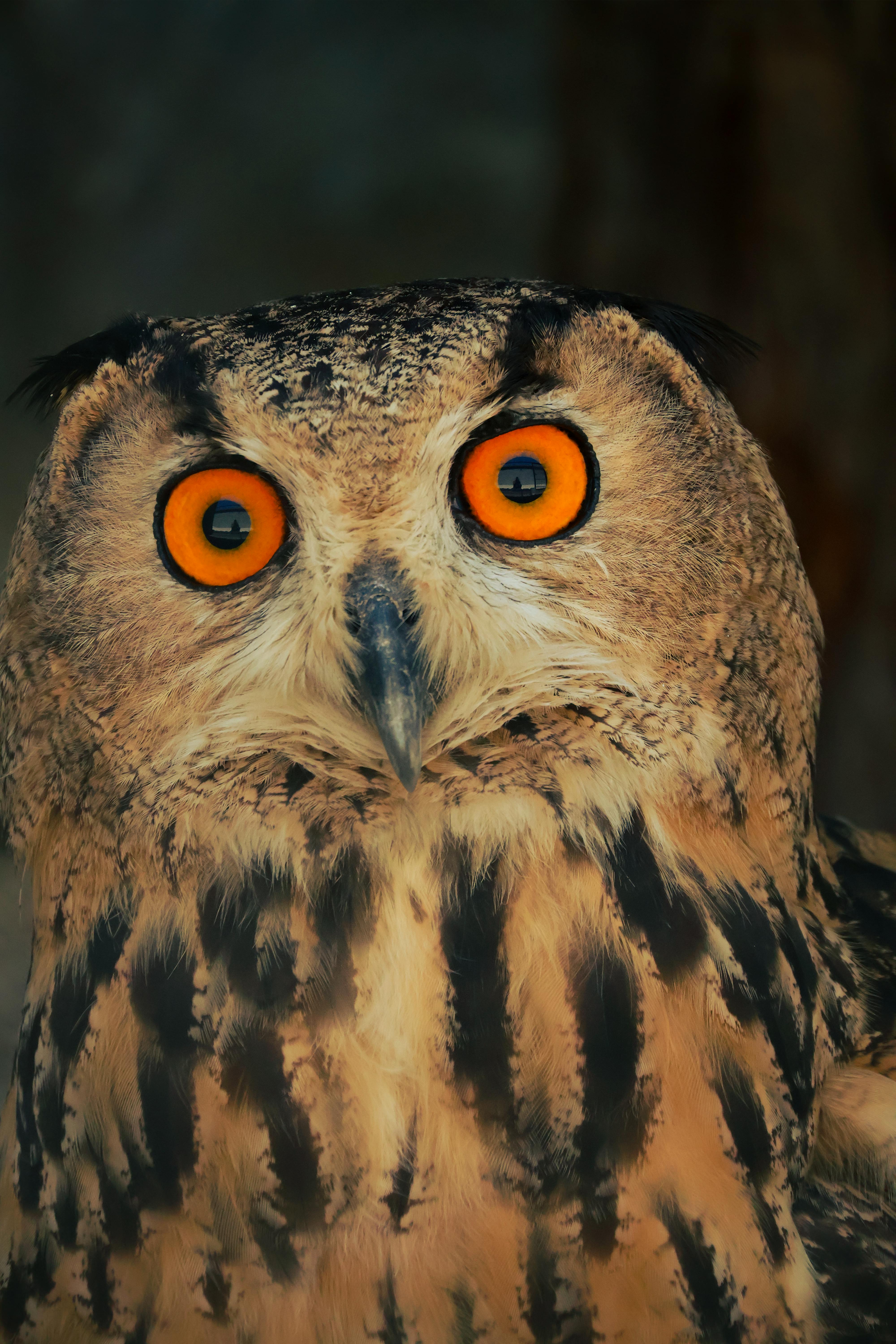 Images Of Owls Photos, Download The BEST Free Images Of Owls Stock Photos & HD Images