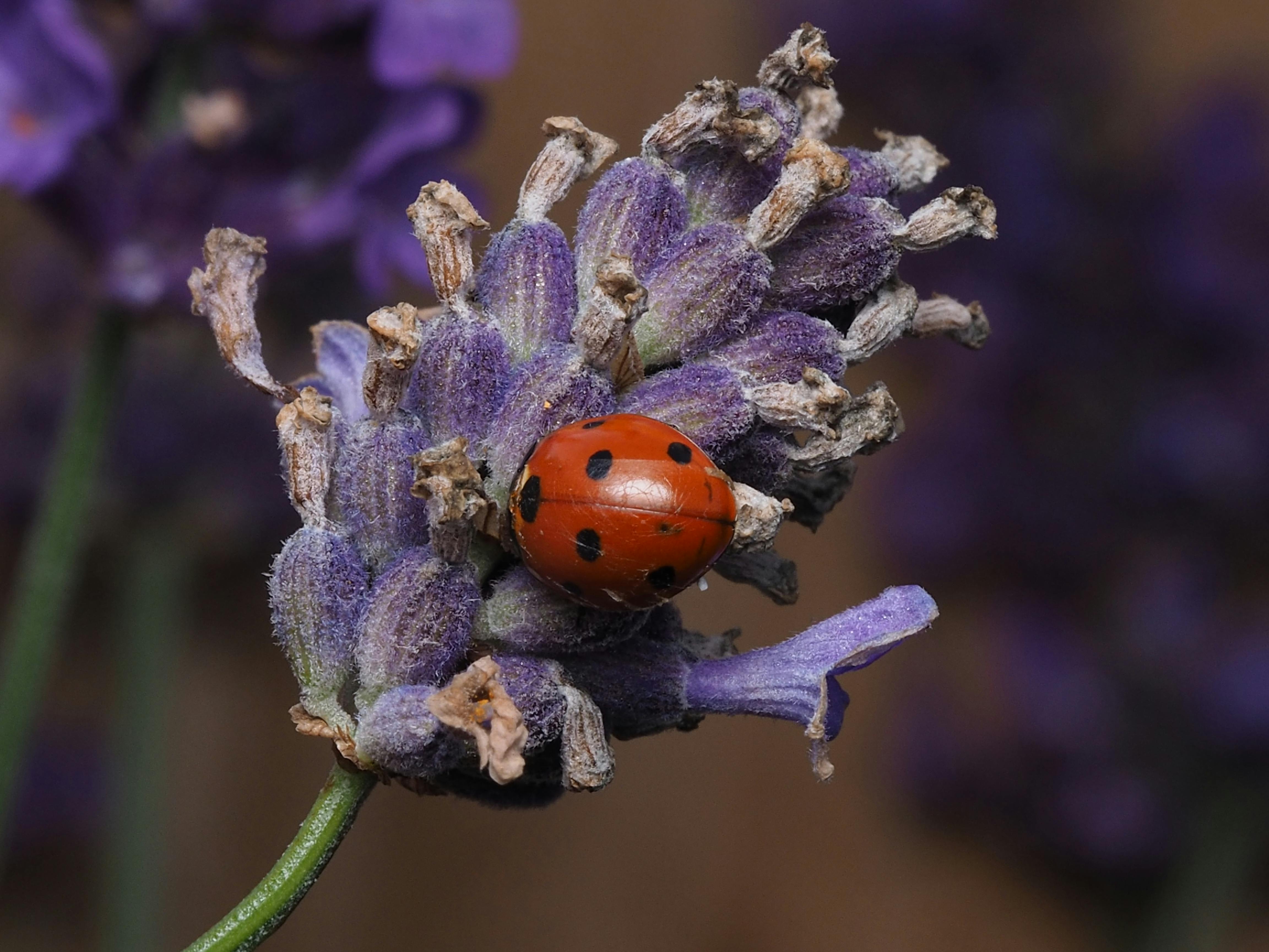 Macro Shot of a Ladybug on Lavender Flower · Free Stock Photo