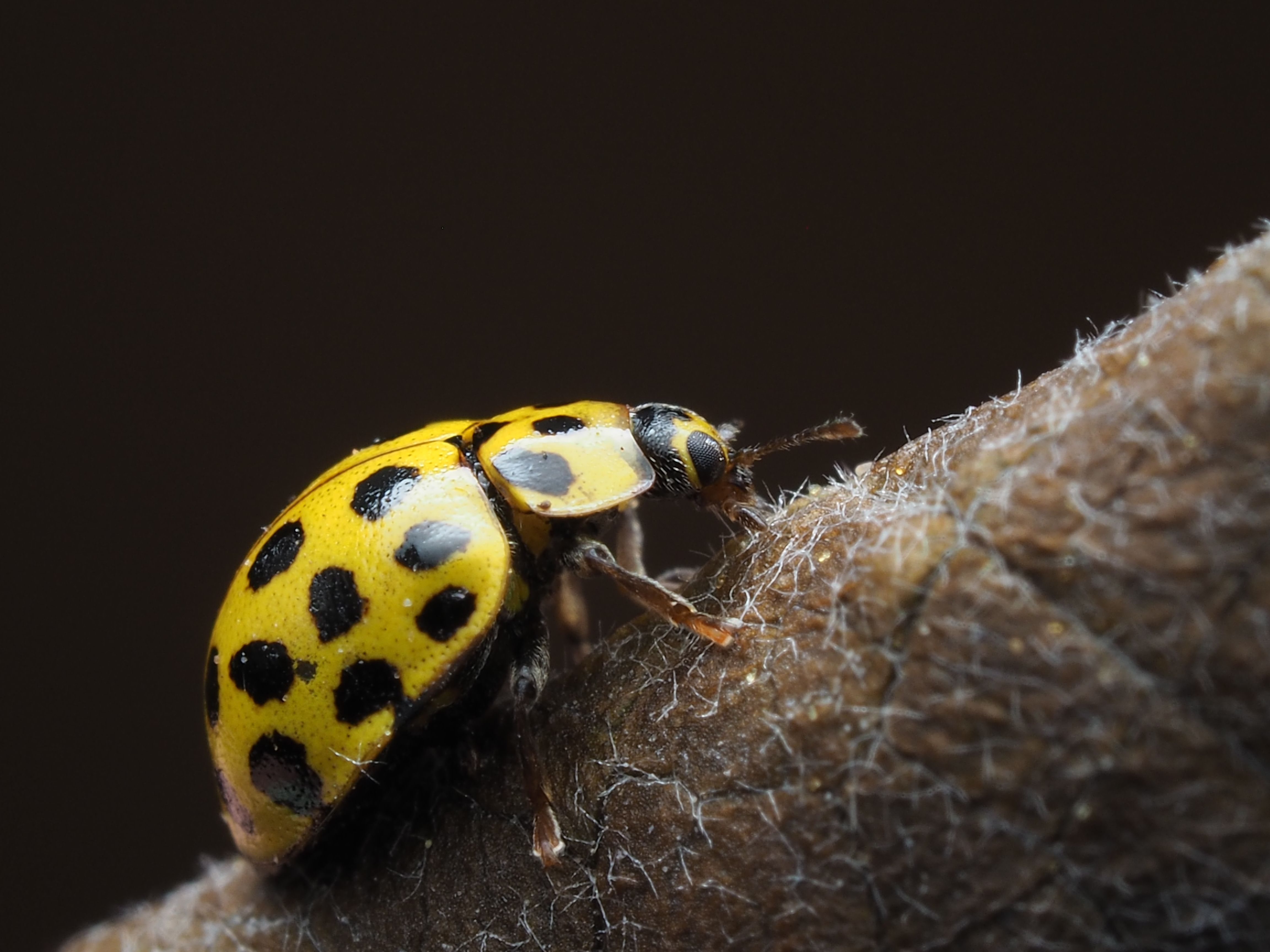 Close-Up Macro of Yellow Spotted Ladybug · Free Stock Photo