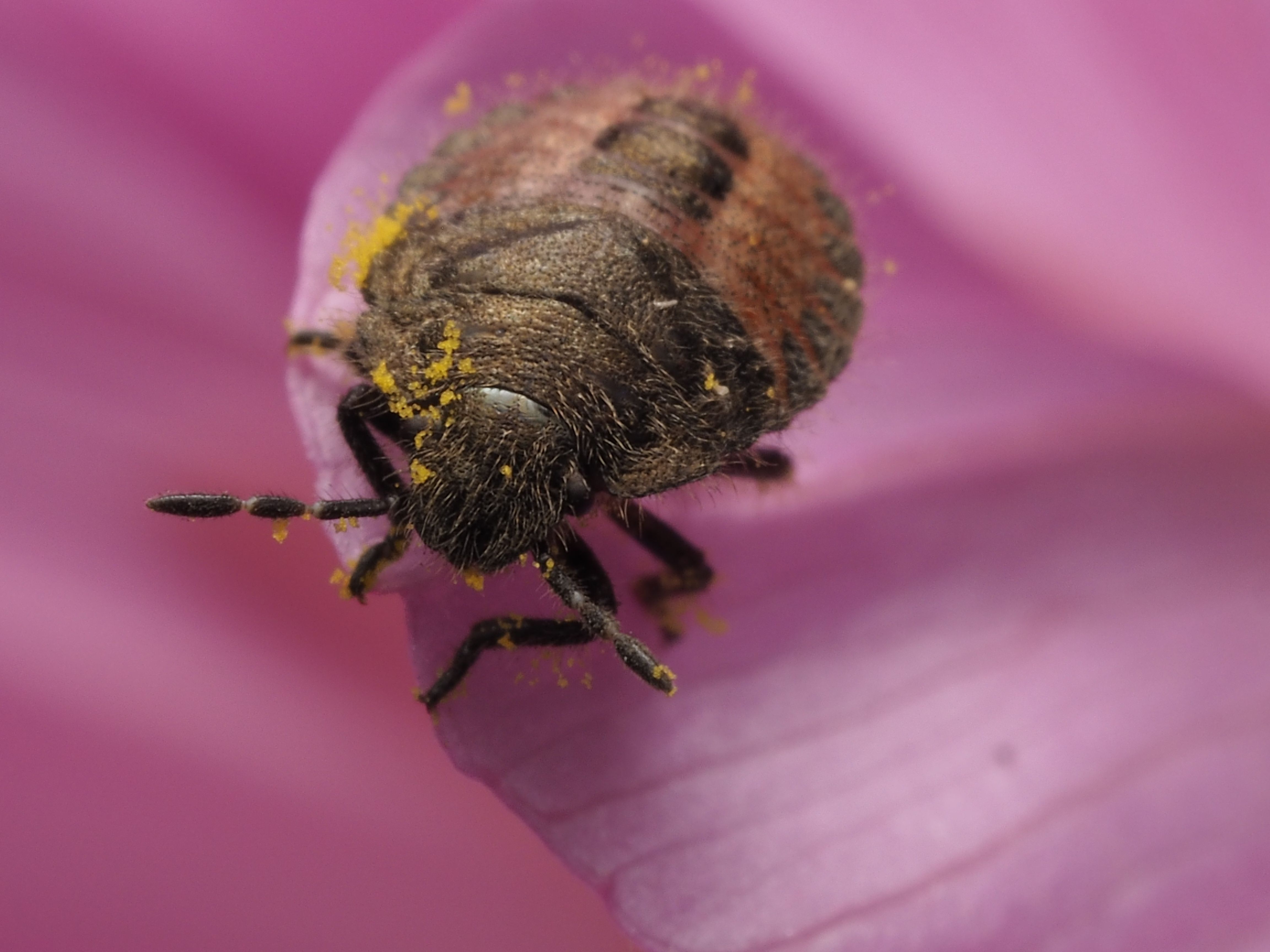 Nymph Photos, Download The BEST Free Nymph Stock Photos & HD Images