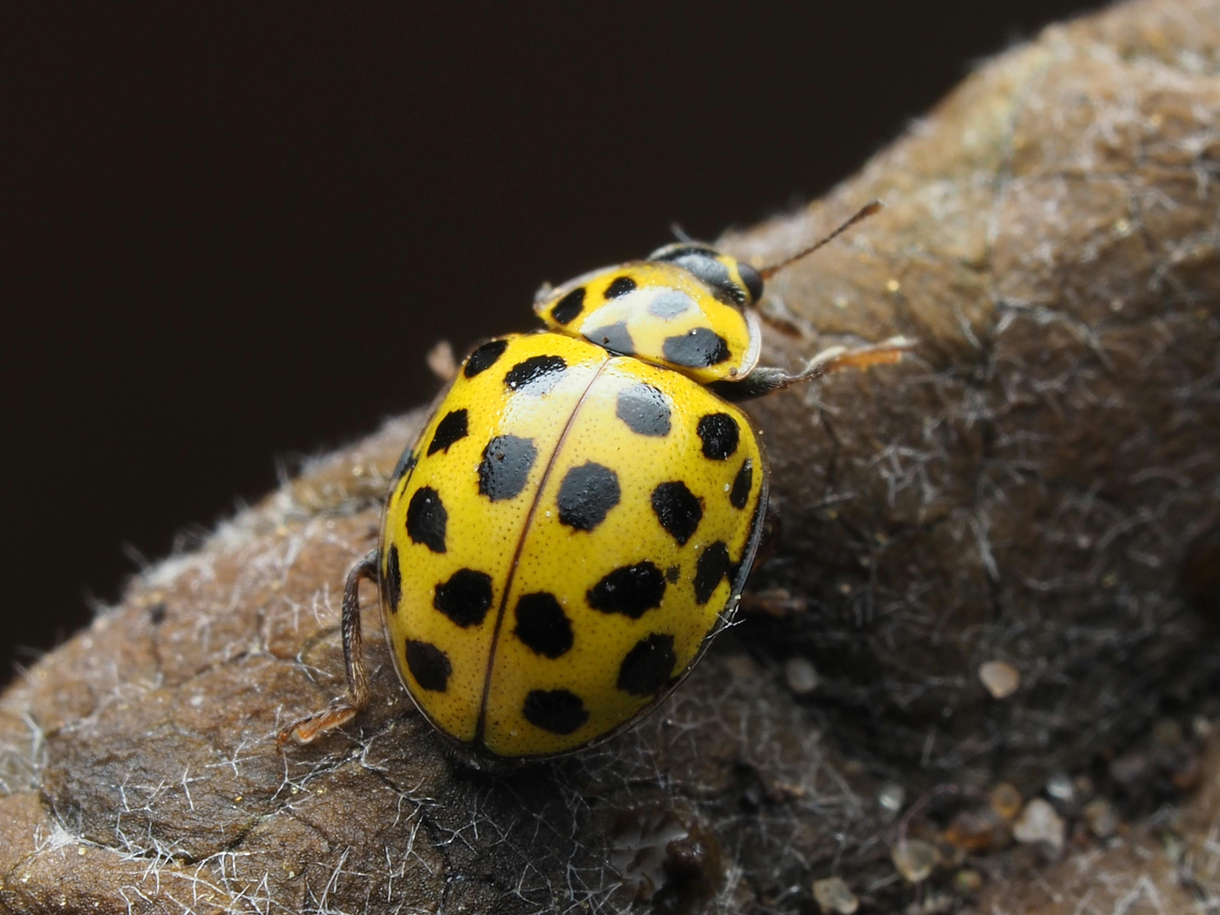 Ladkiyon+Ki+Nangi+Photo Photos, Download The BEST Free Ladkiyon+Ki ...