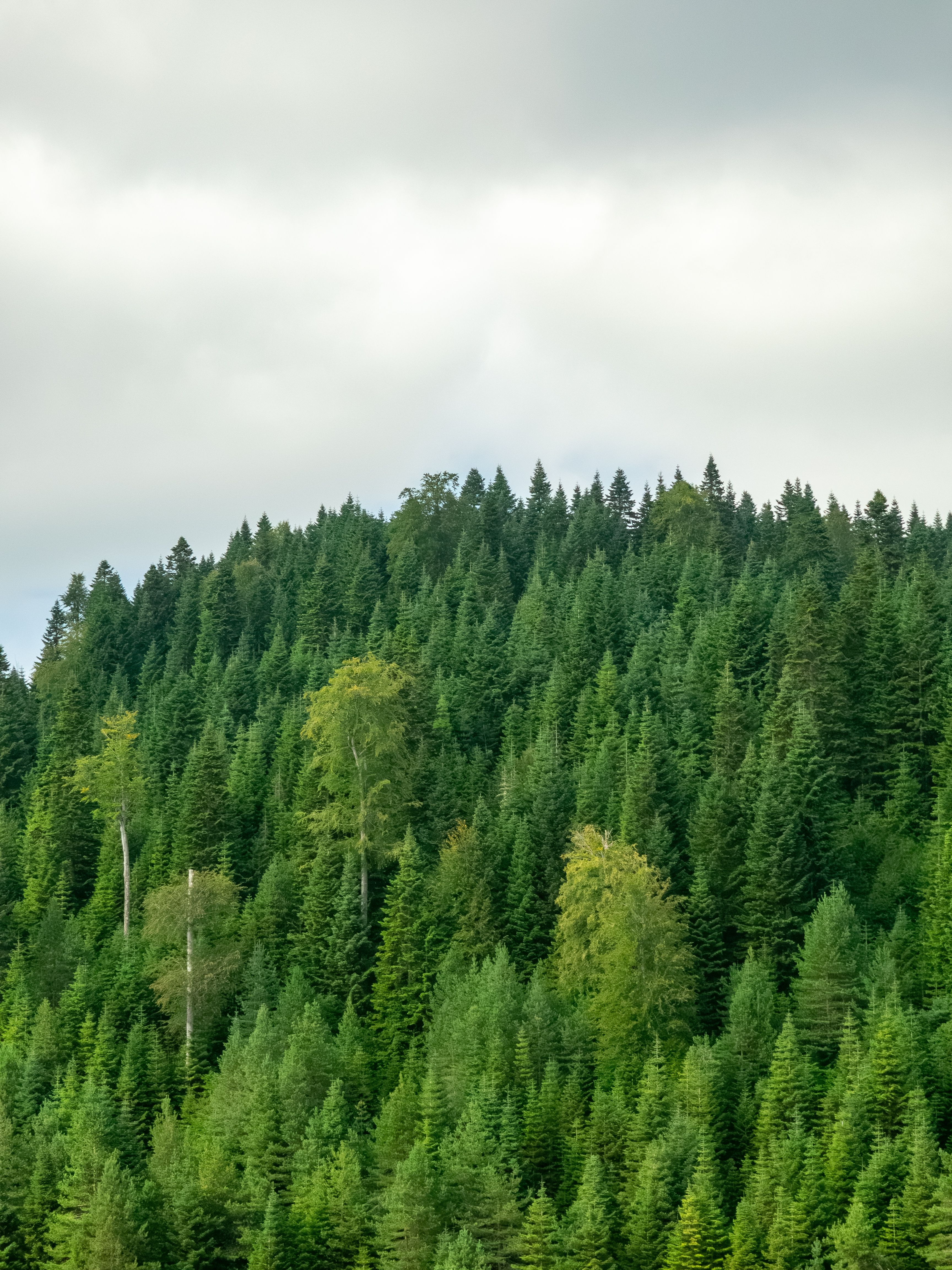 Forest Landscape Photos, Download The BEST Free Forest Landscape Stock ...