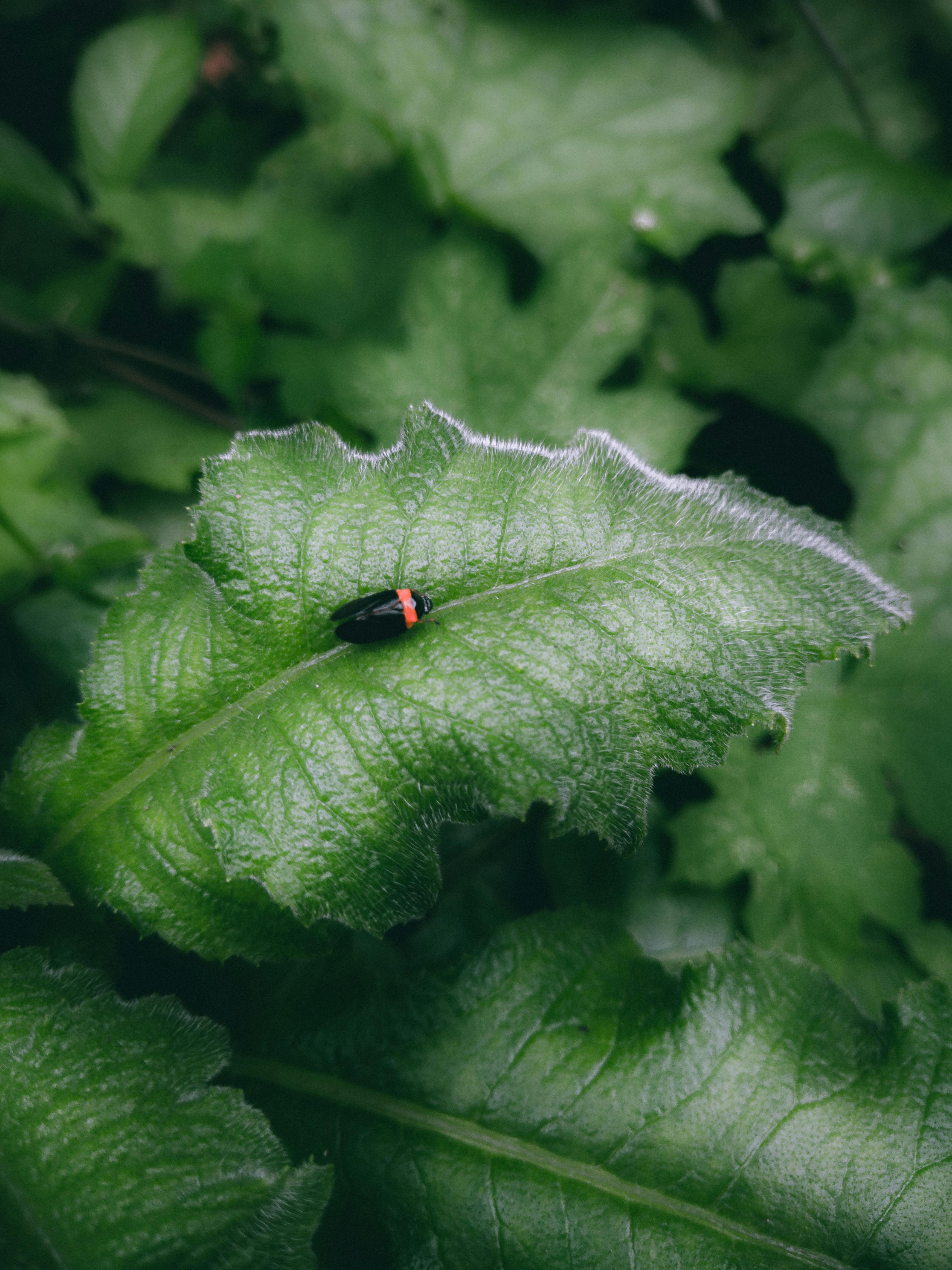 70.000+ Jo+and+judy+wallpaper Bilder und Fotos · Kostenlos Downloaden · Pexels Stock-Fotos