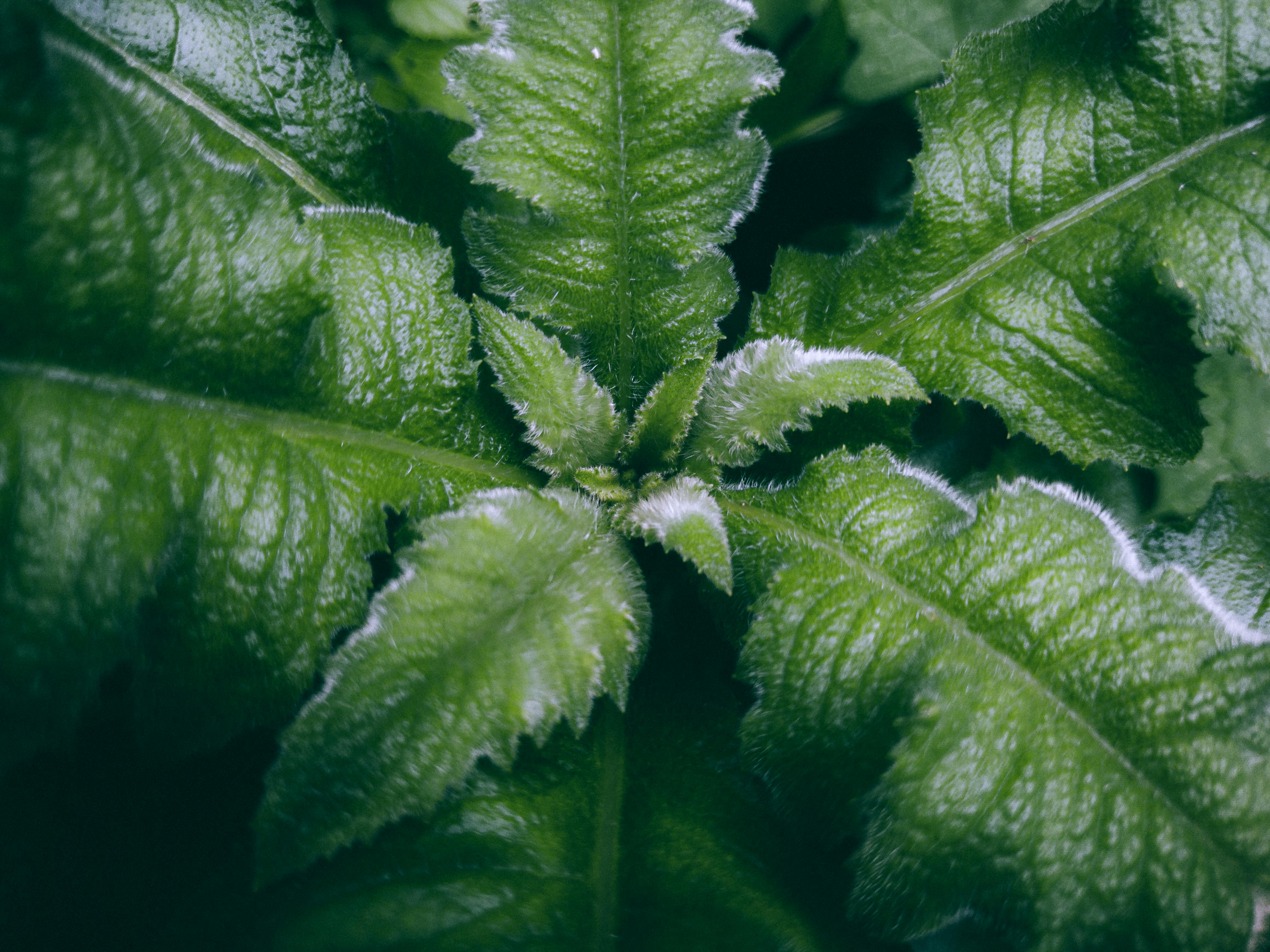 Dog Aesthetic Wallpaper Photos, Download The BEST Free Dog Aesthetic ...