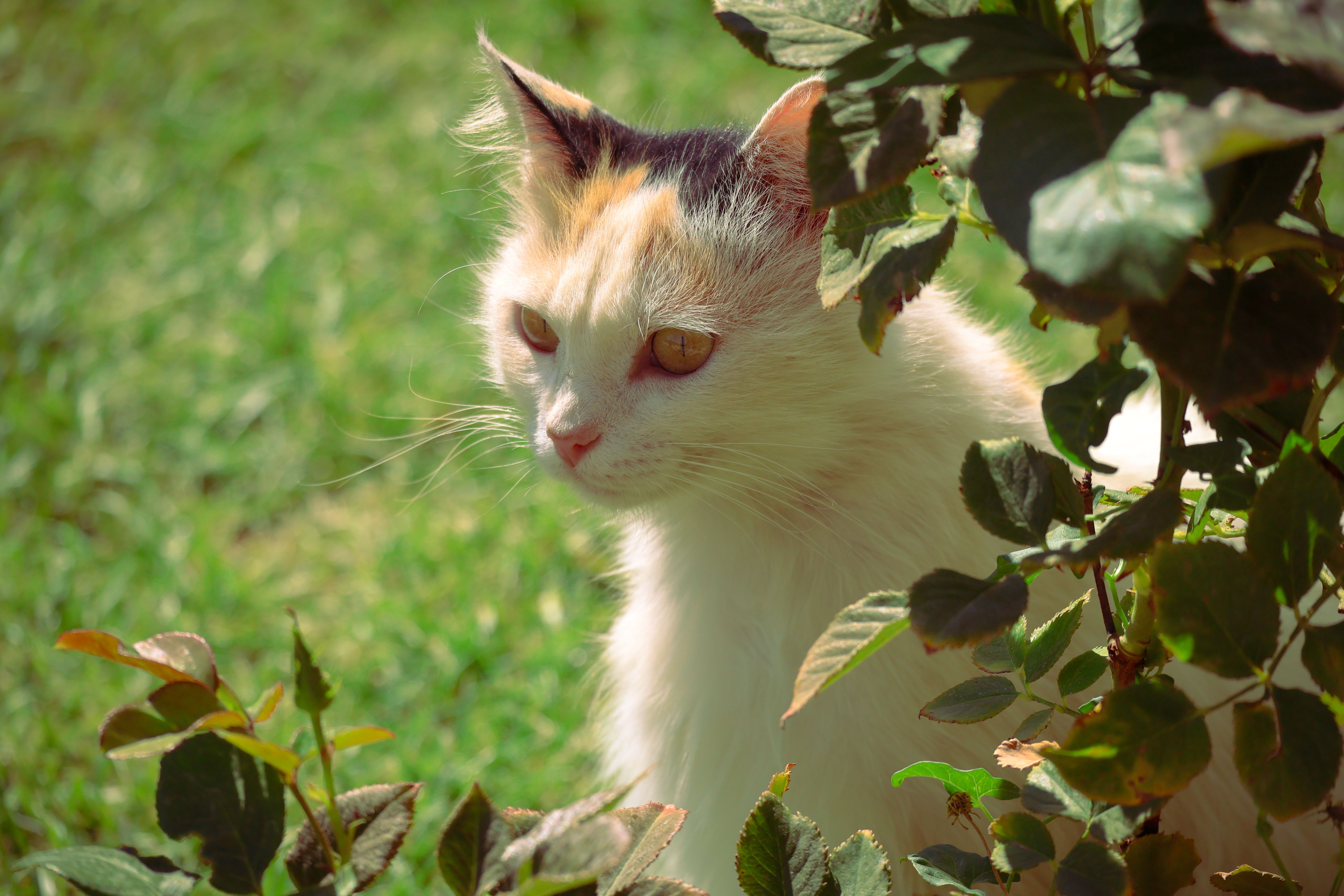 Pet Animal Photos, Download The BEST Free Pet Animal Stock Photos & HD ...