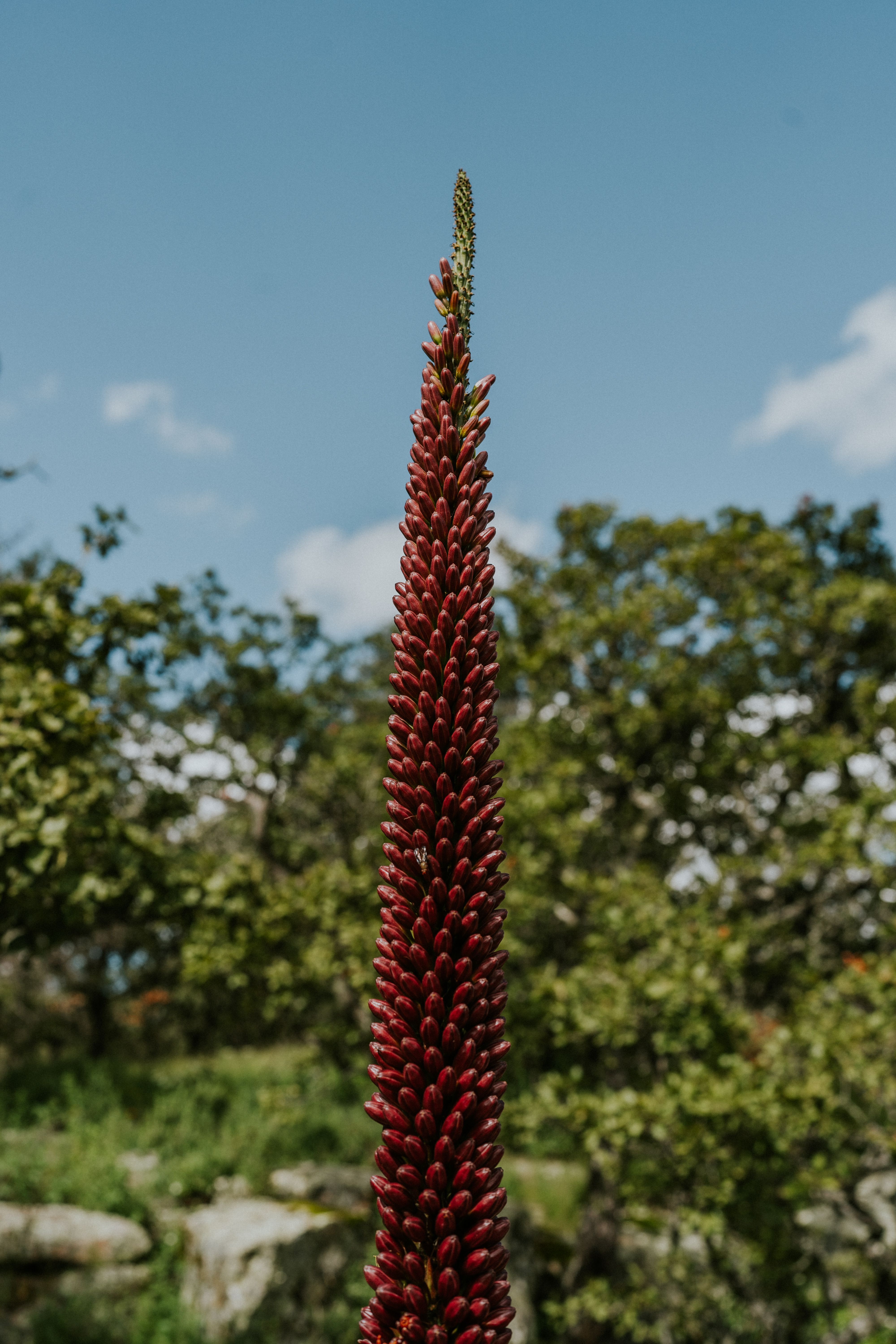Tall Red Flower with Foliage Background · Free Stock Photo
