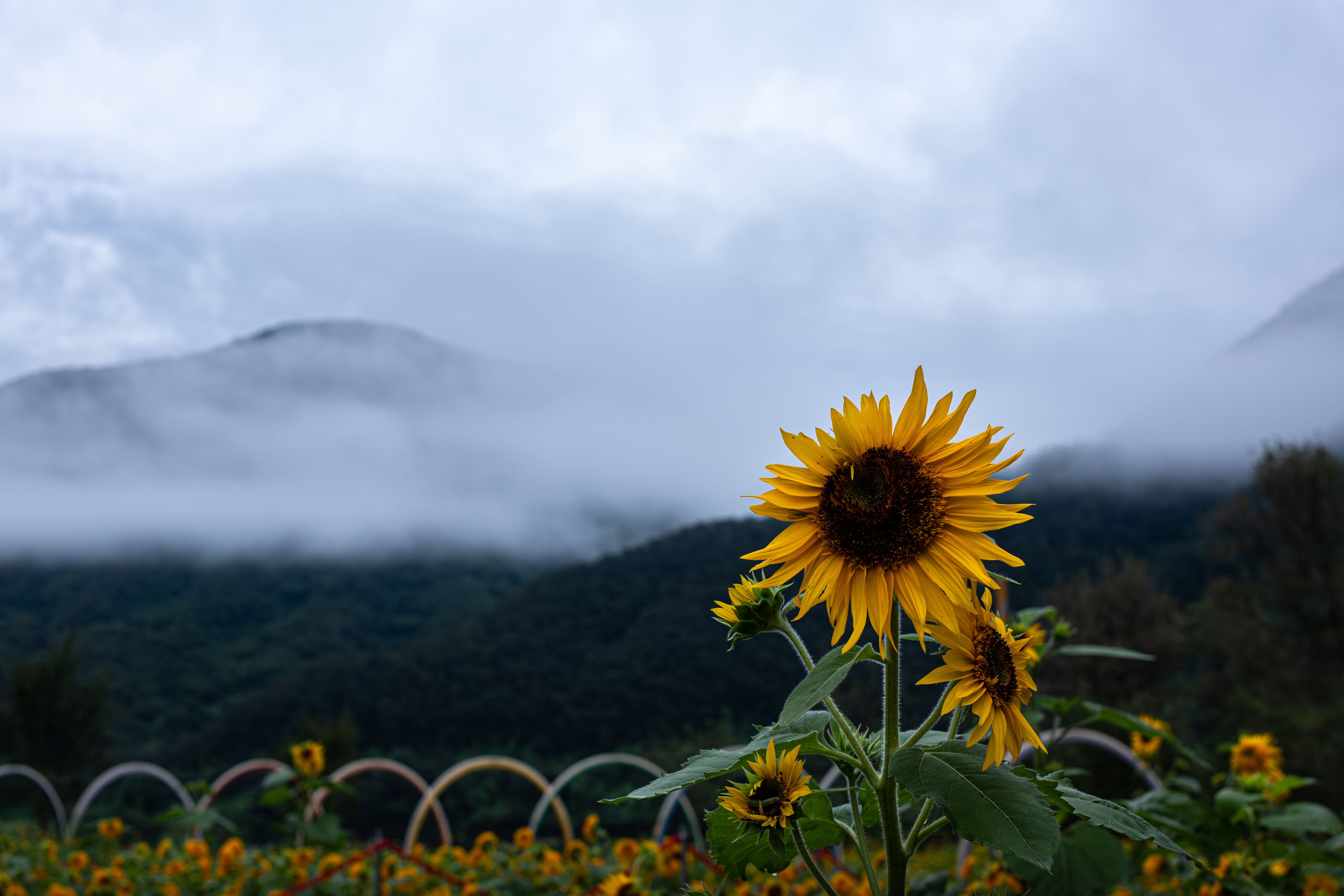 Vibrant Sunflowers in Korean Foggy Autumn Landscape · Free Stock Photo