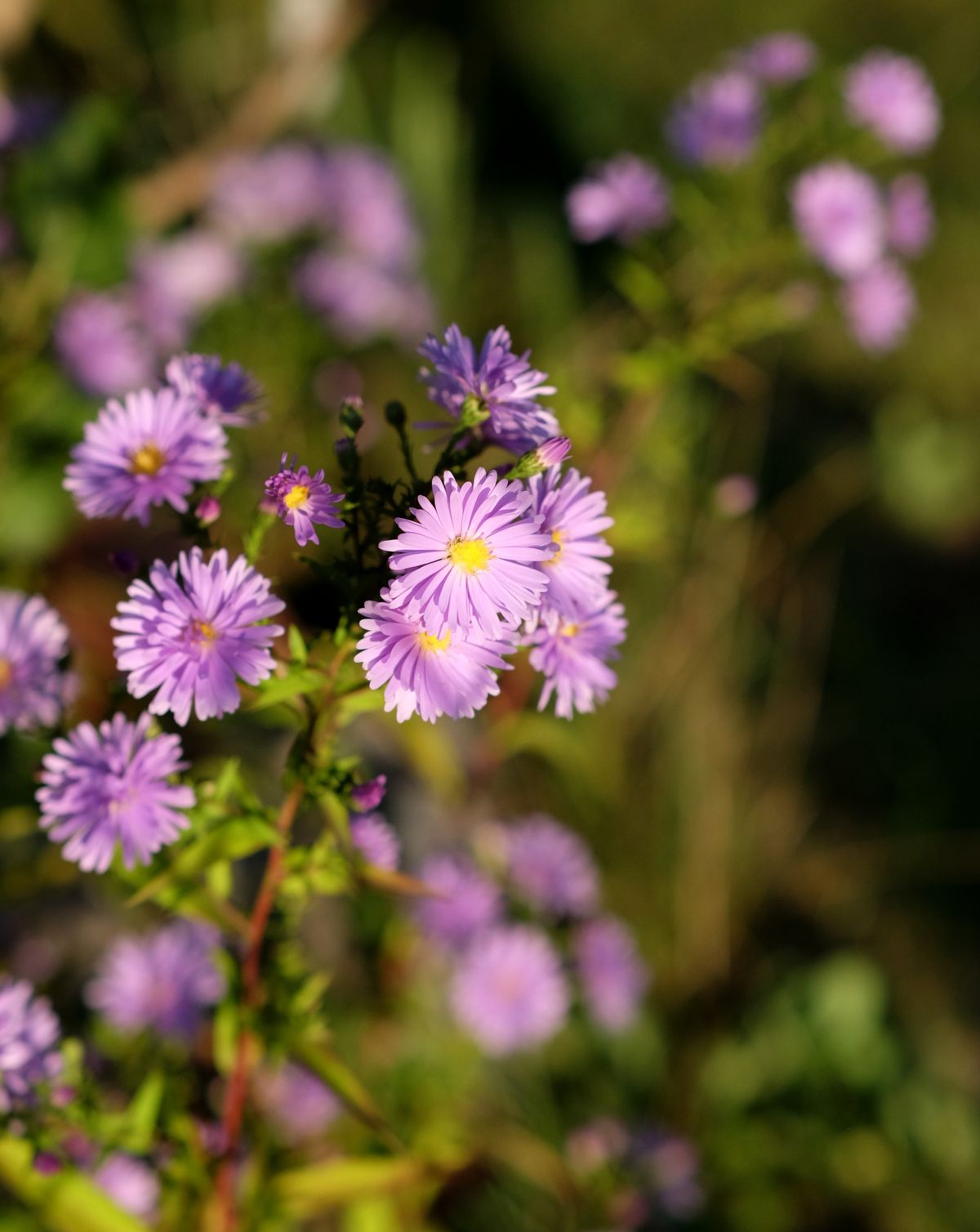 No Background Flower Photos, Download The BEST Free No Background ...
