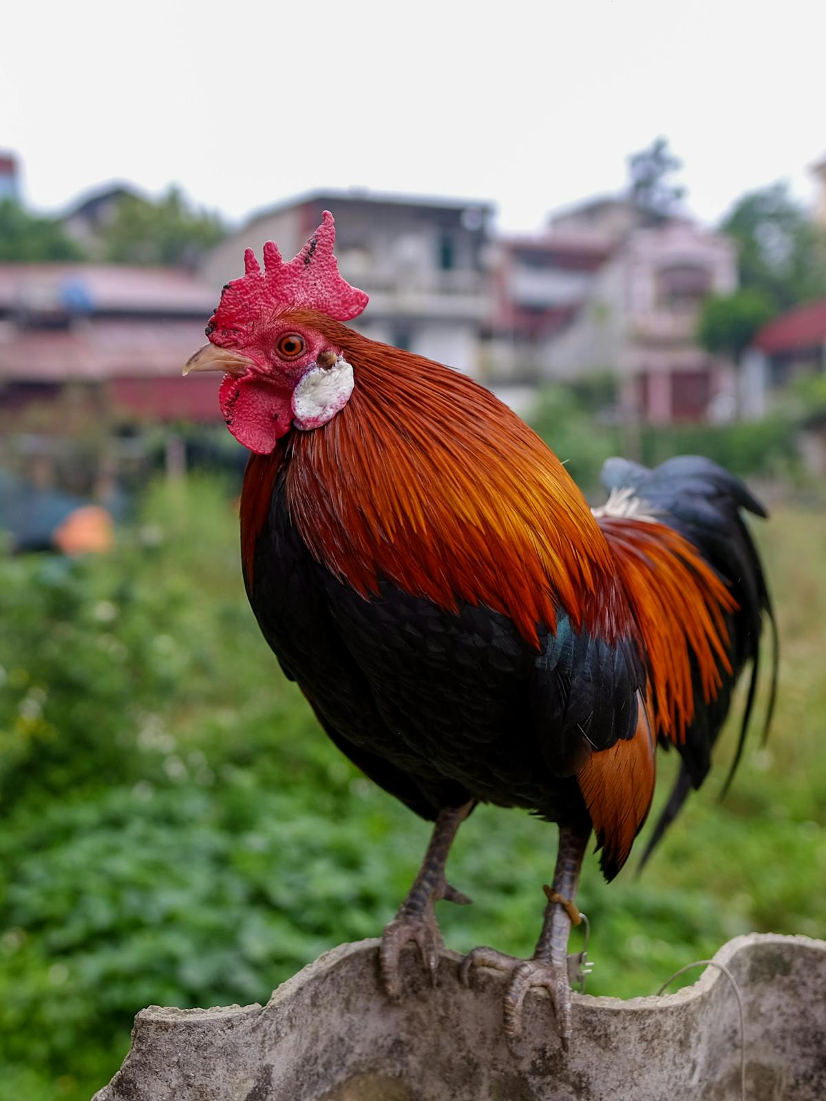 Free Range Photos, Download The BEST Free Free Range Stock Photos & HD ...