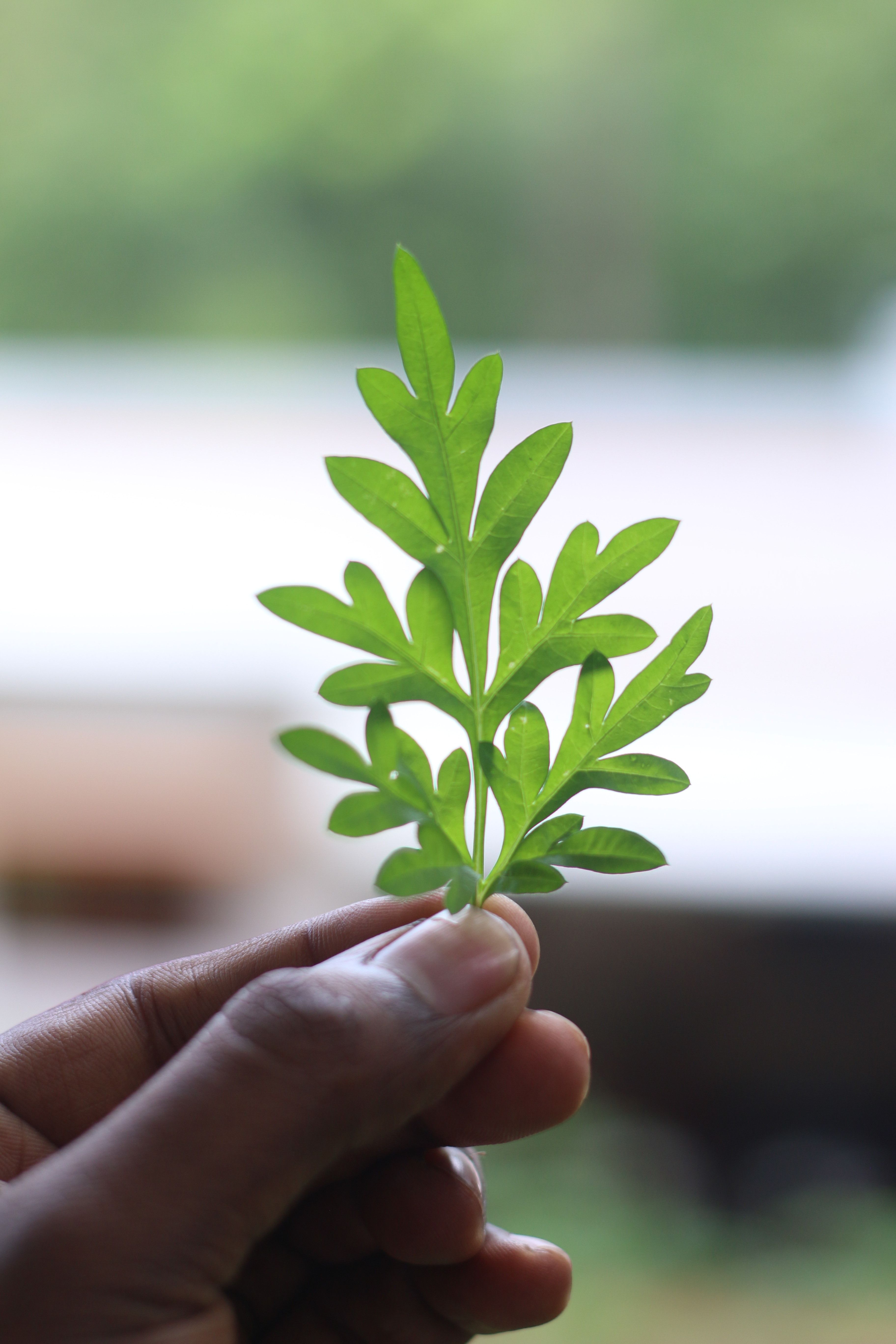 Close-up of Hand Holding Green Leafy Plant · Free Stock Photo