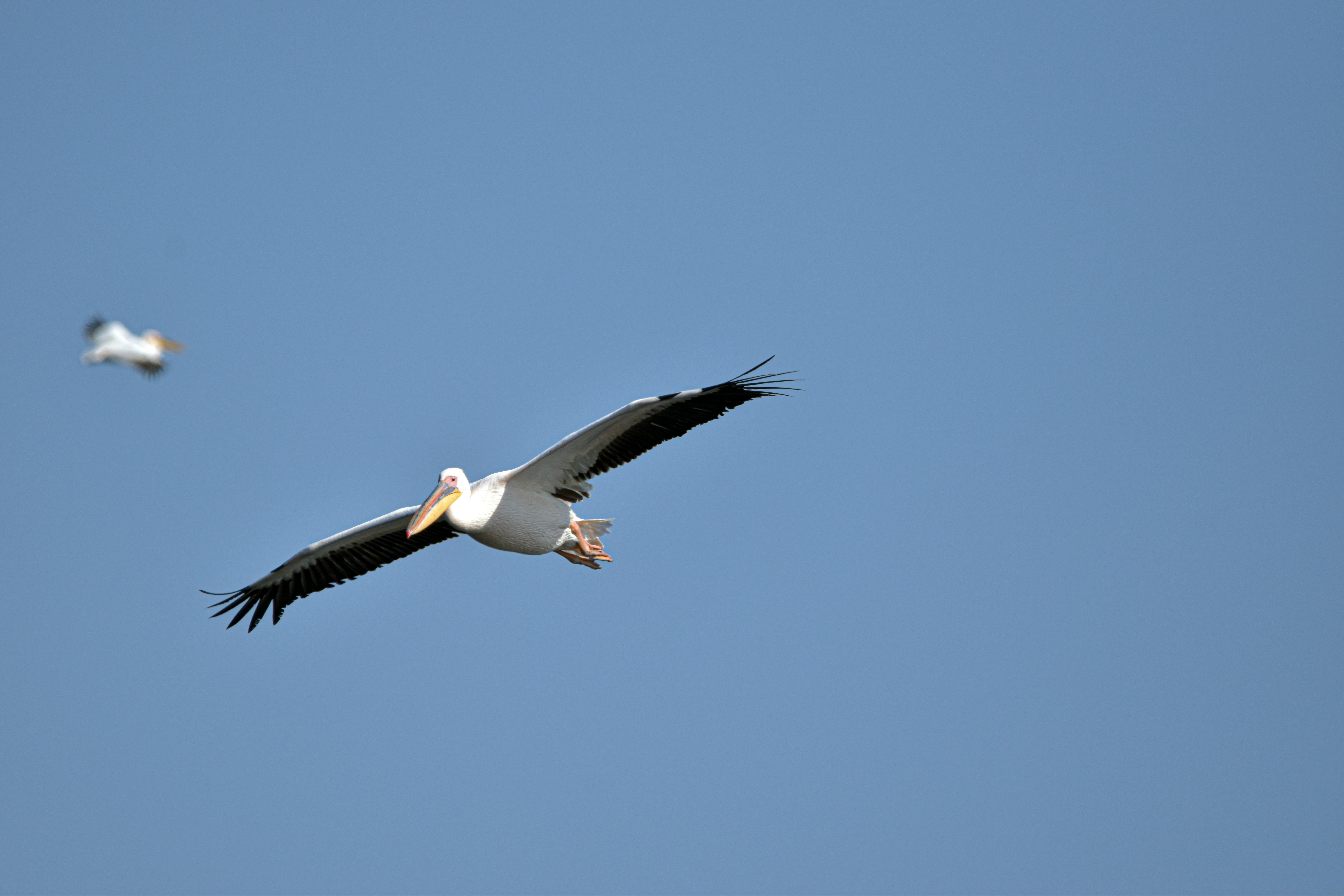 6.000+ Drachen Steigen Bilder und Fotos · Kostenlos Downloaden · Pexels ...