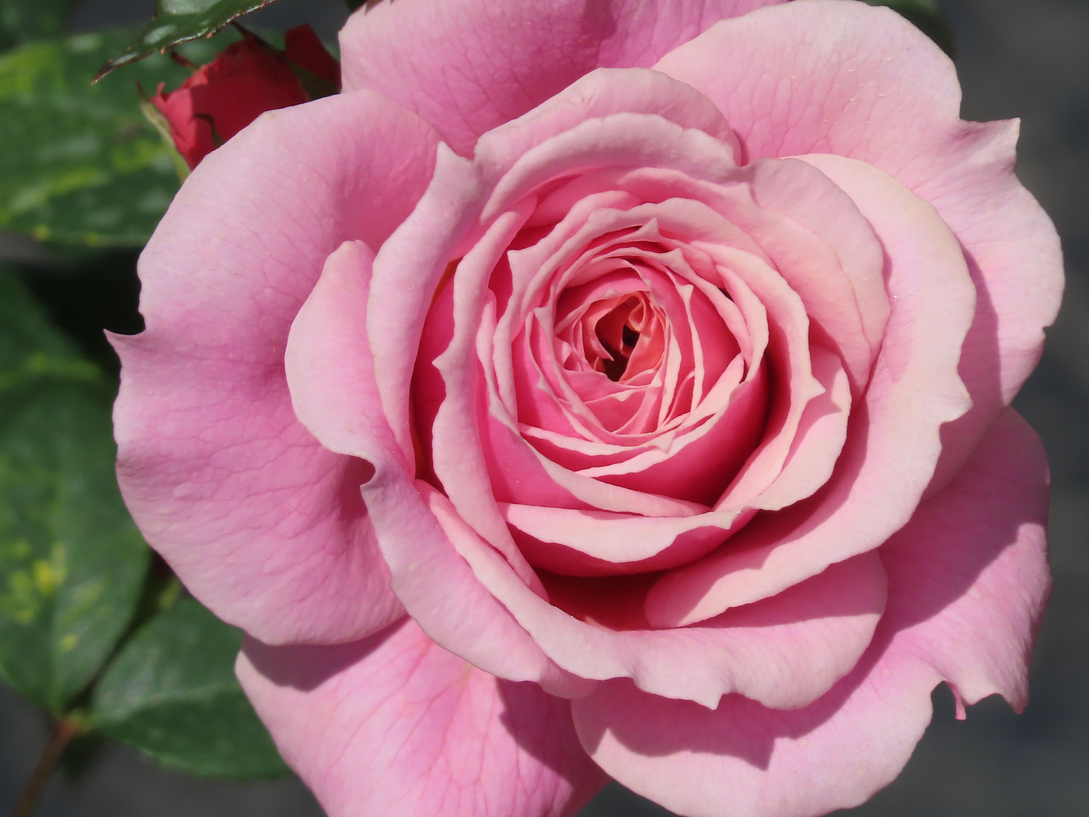 Close-Up of a Vibrant Pink Rose in Bloom · Free Stock Photo