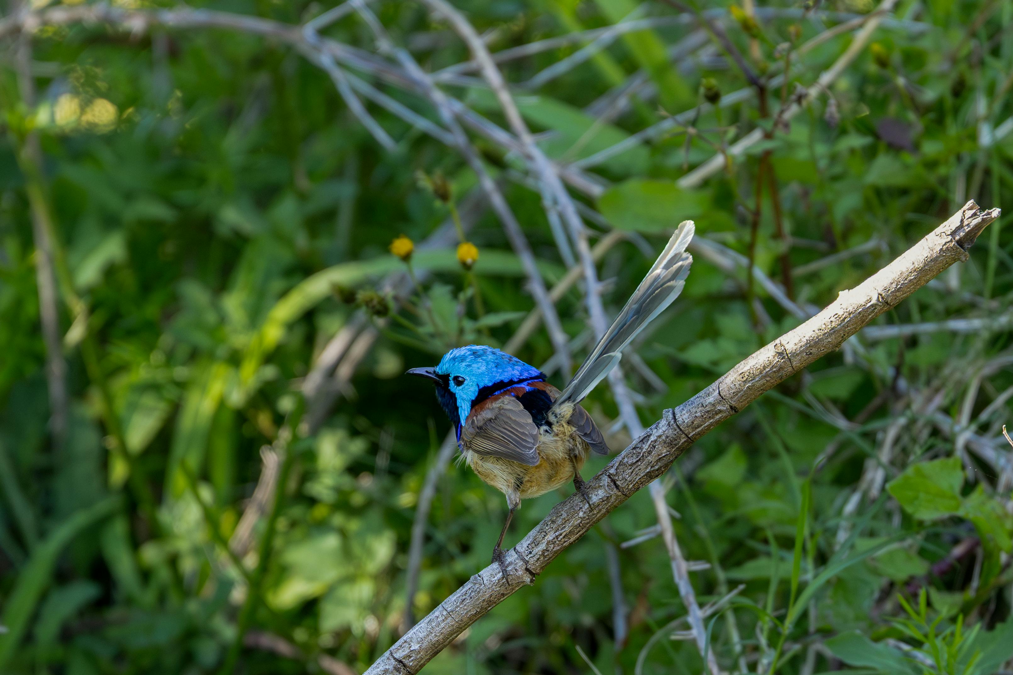 Koyal Bird Photos, Download The BEST Free Koyal Bird Stock Photos & HD ...