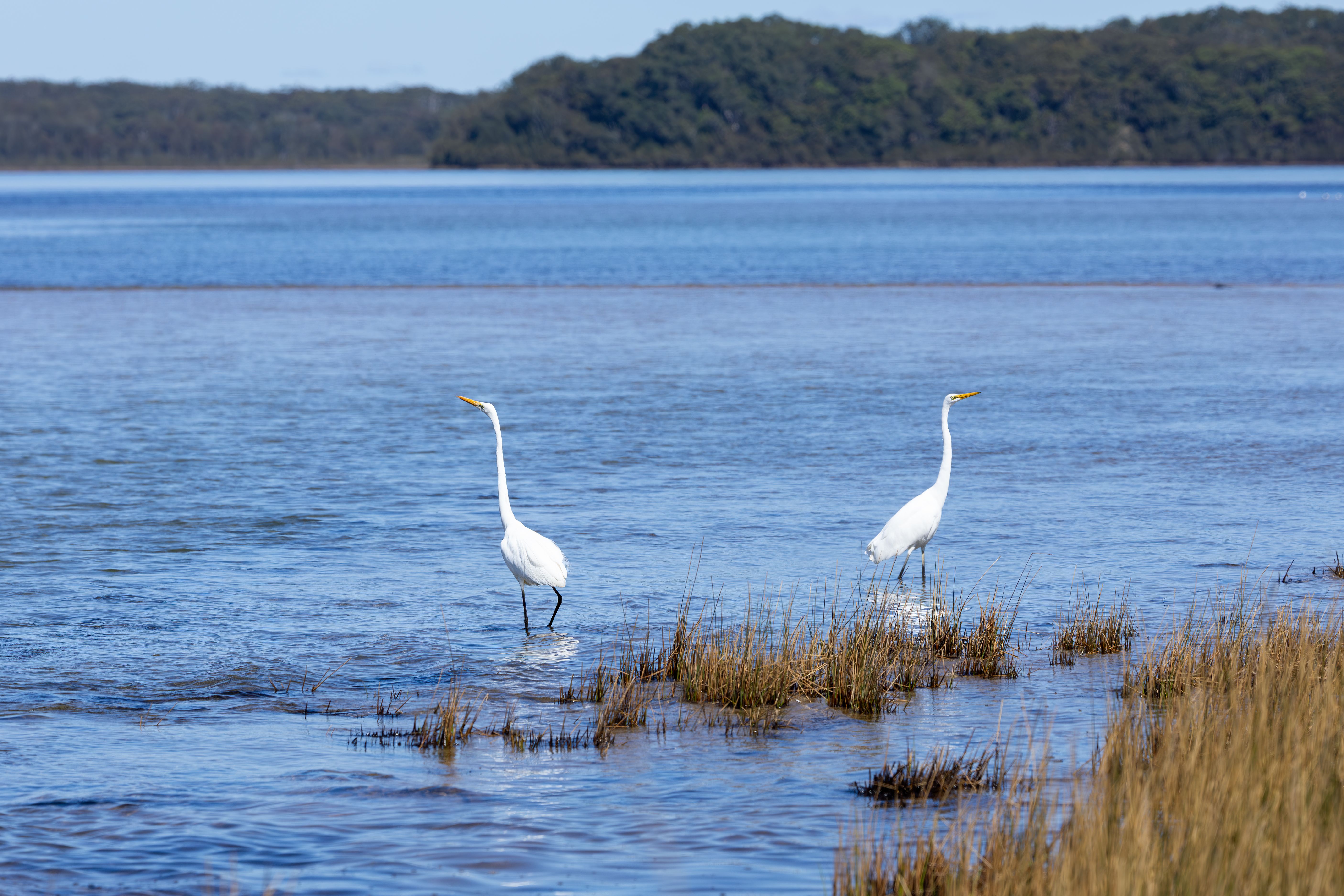 White Egrets in Tranquil New South Wales Wetlands · Free Stock Photo