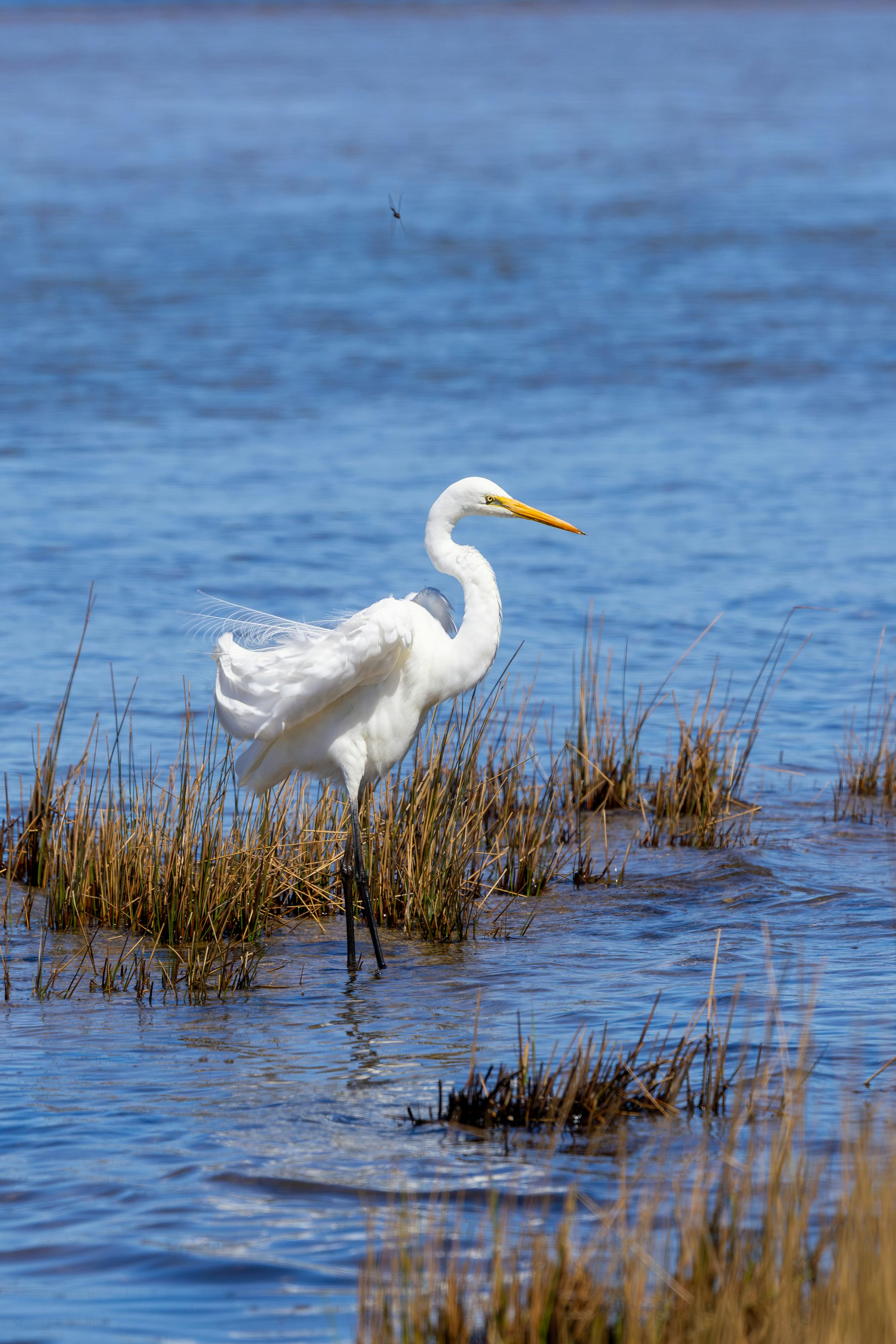 Koyal Bird Photos, Download The BEST Free Koyal Bird Stock Photos & HD ...