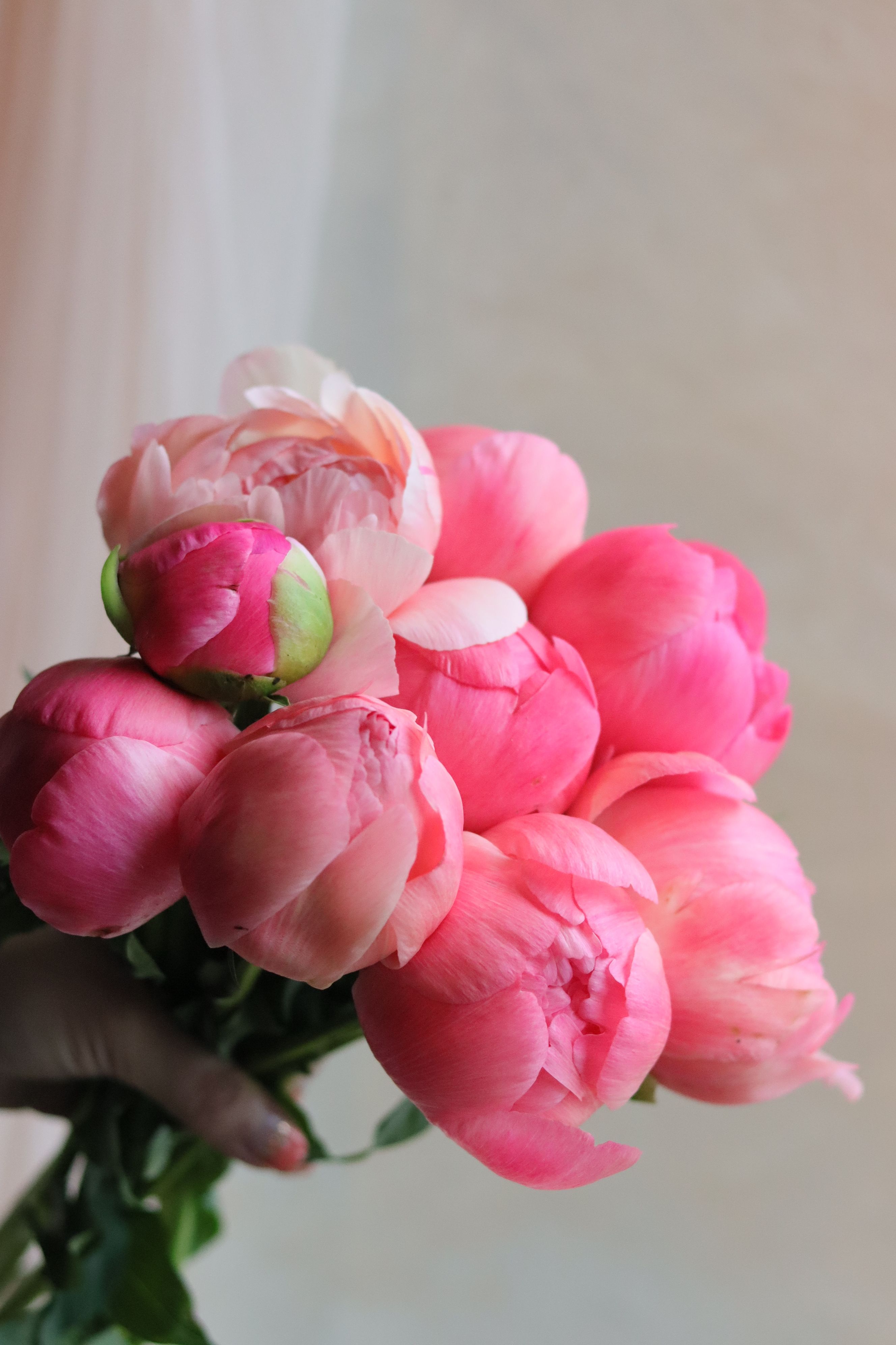 Blooming Flower Photos, Download The BEST Free Blooming Flower Stock ...