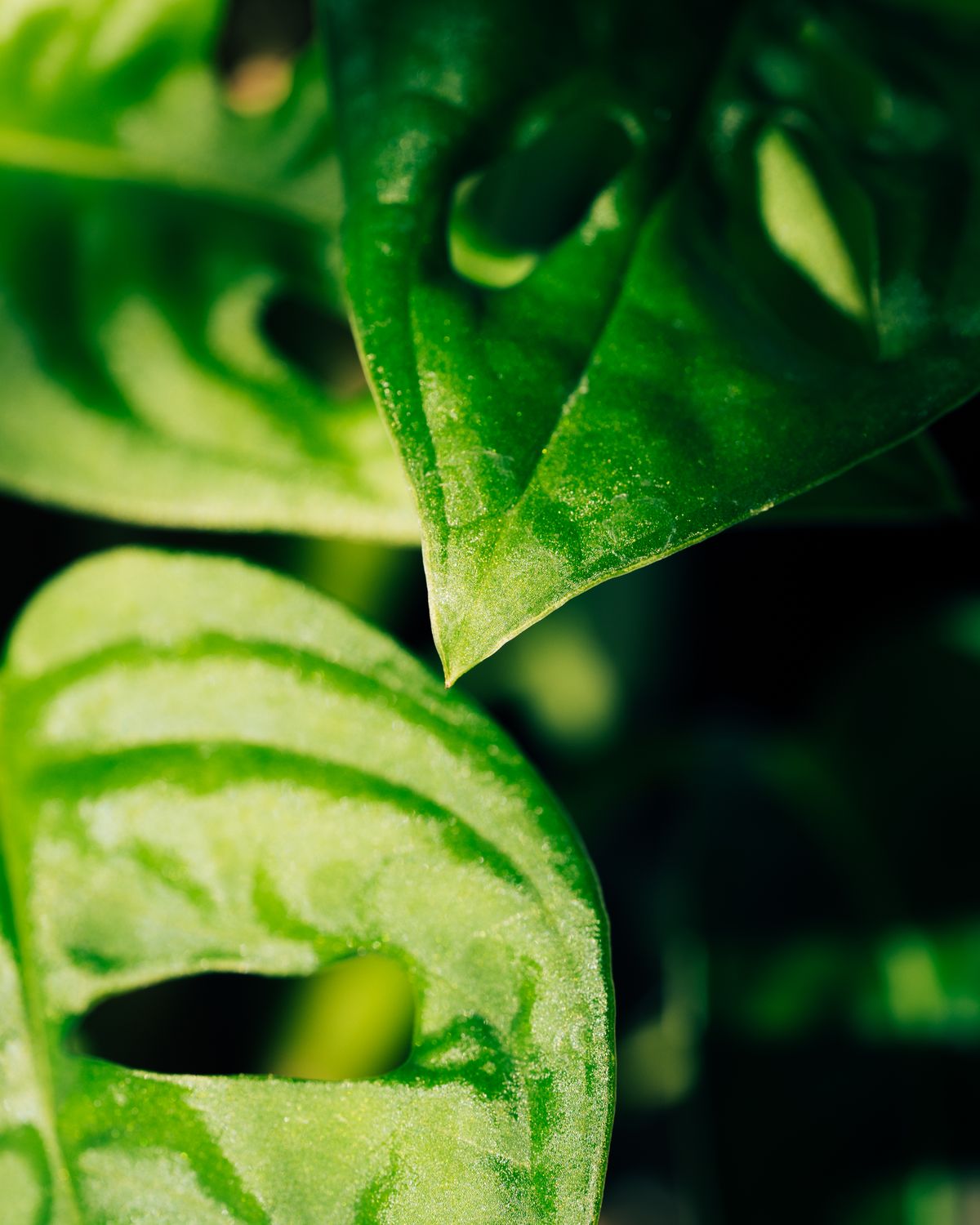 Plant Texture Photos, Download The BEST Free Plant Texture Stock Photos ...