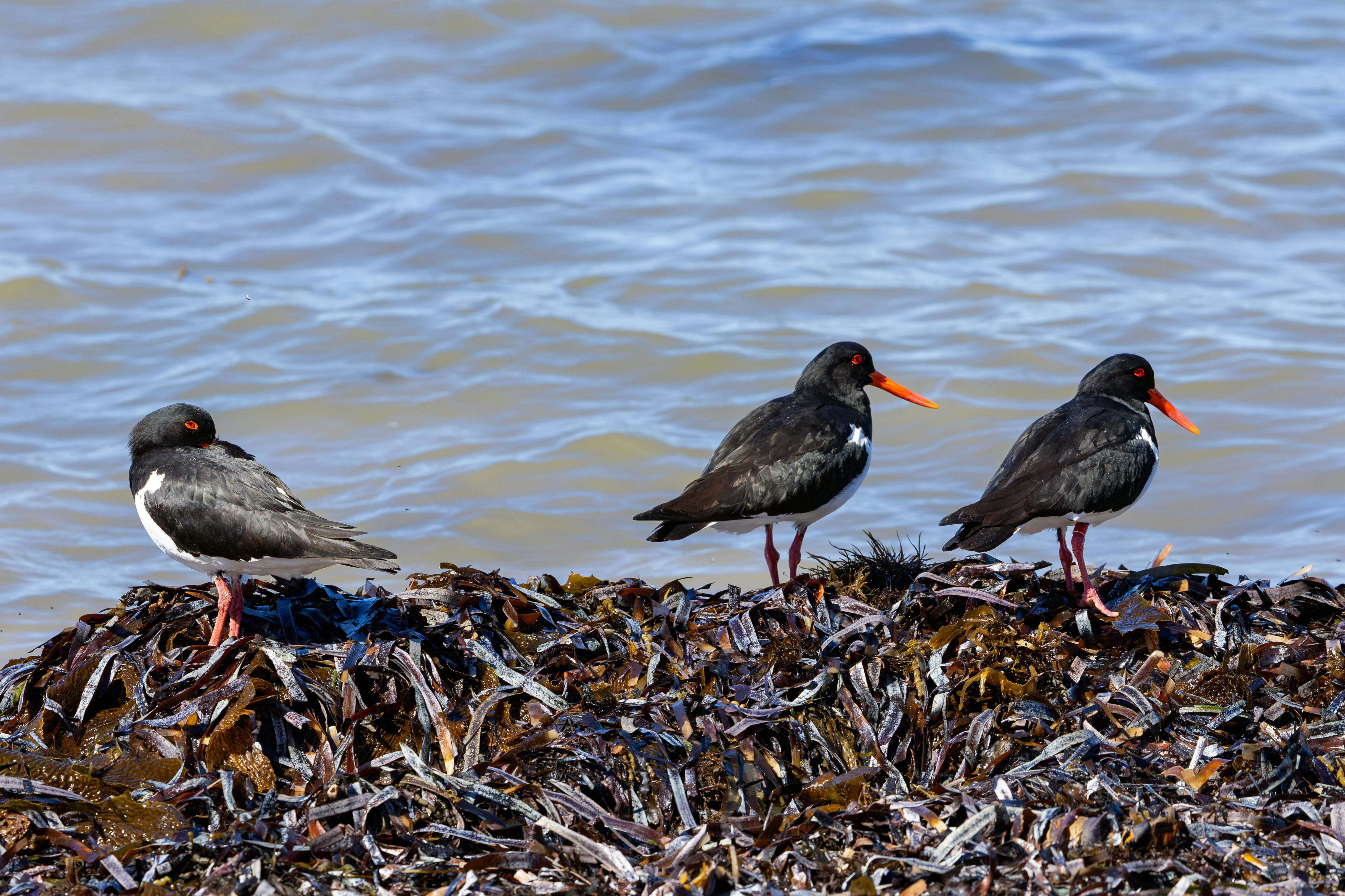 Koyal Bird Photos, Download The BEST Free Koyal Bird Stock Photos & HD ...