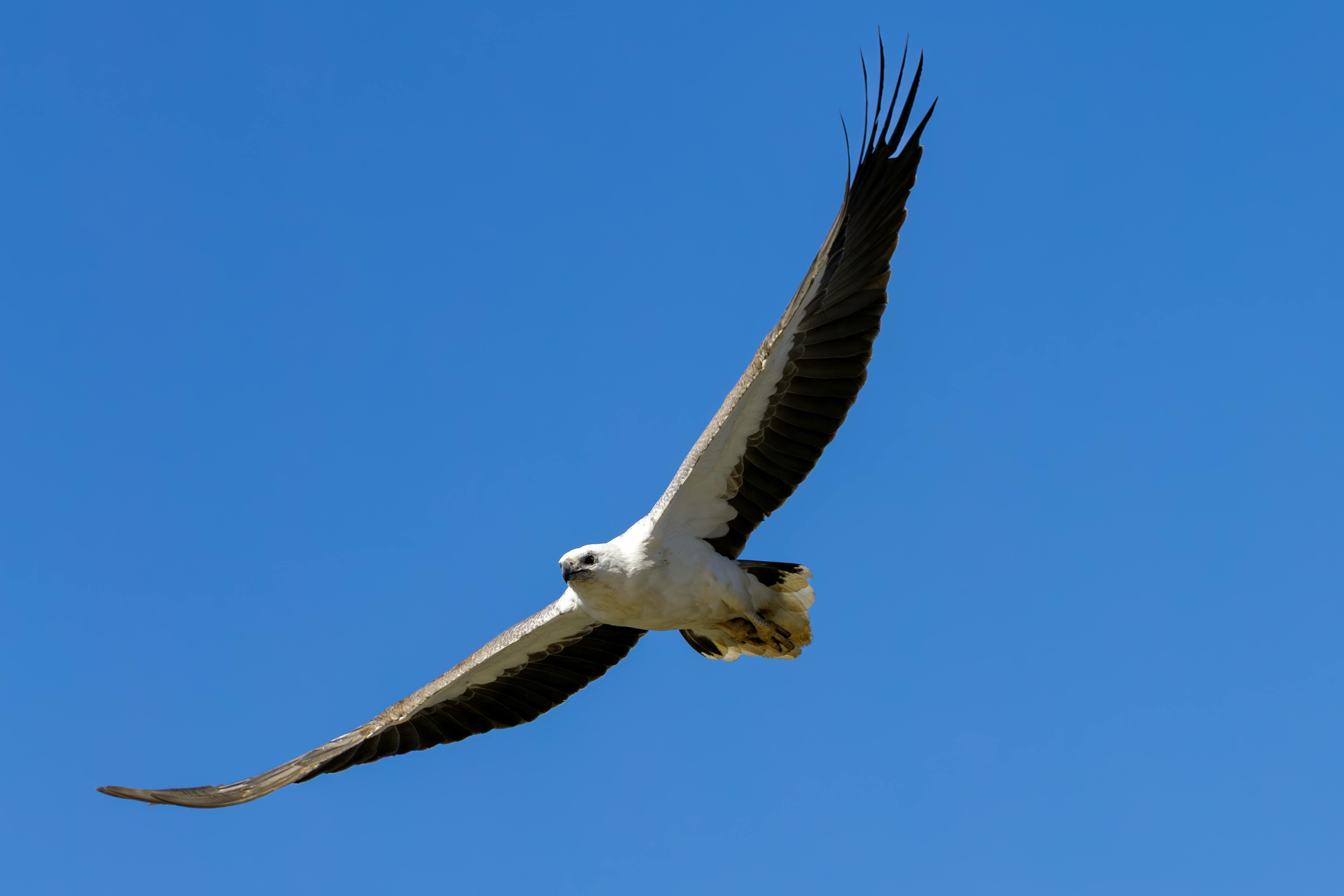 águila Marina Volando En El Cielo Azul Sobre Nueva Gales Del Sur · Foto ...