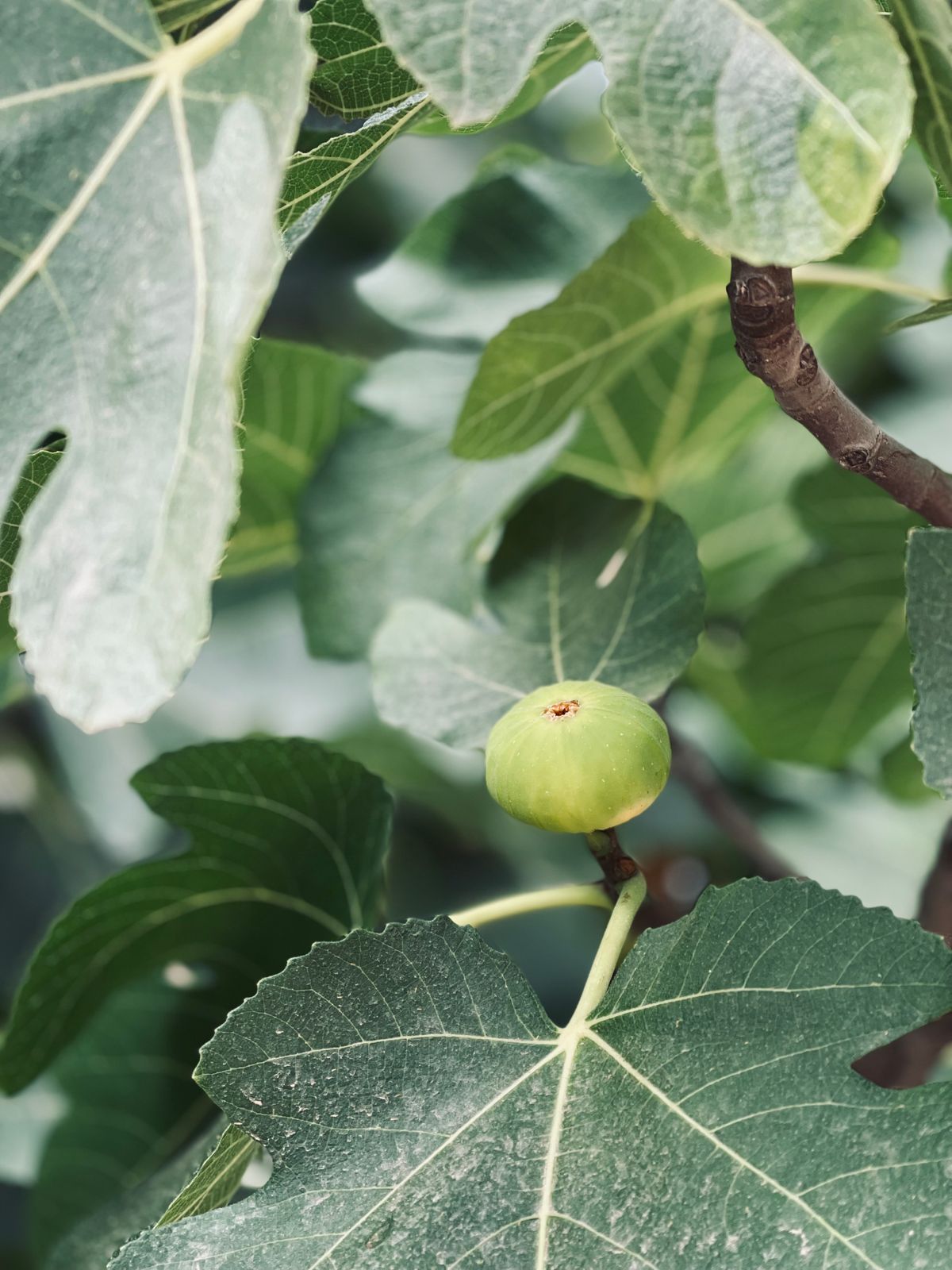 Fig Tree Photos, Download The BEST Free Fig Tree Stock Photos & HD Images
