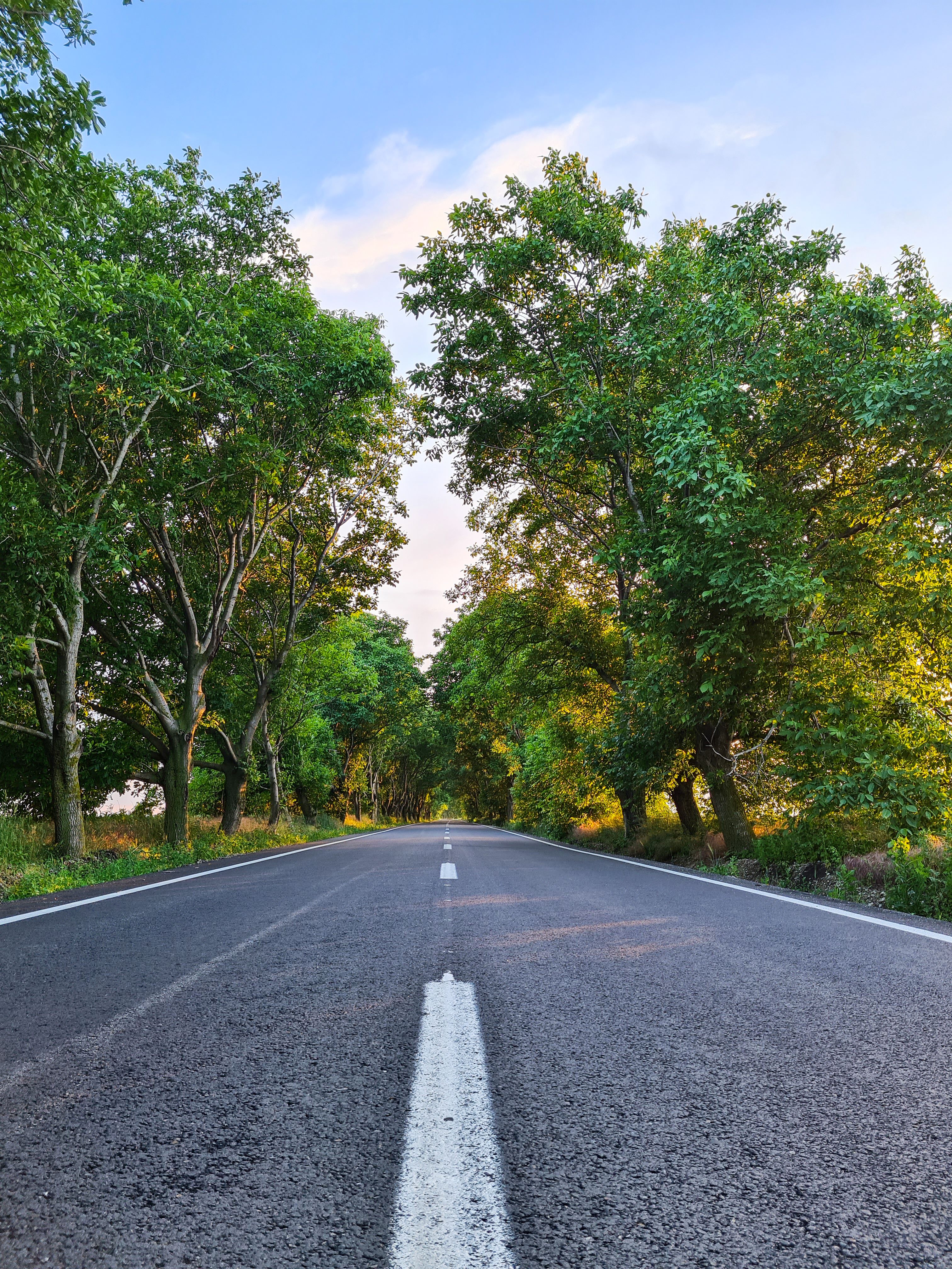 Scenic Tree-Lined Road Under Clear Sky · Free Stock Photo