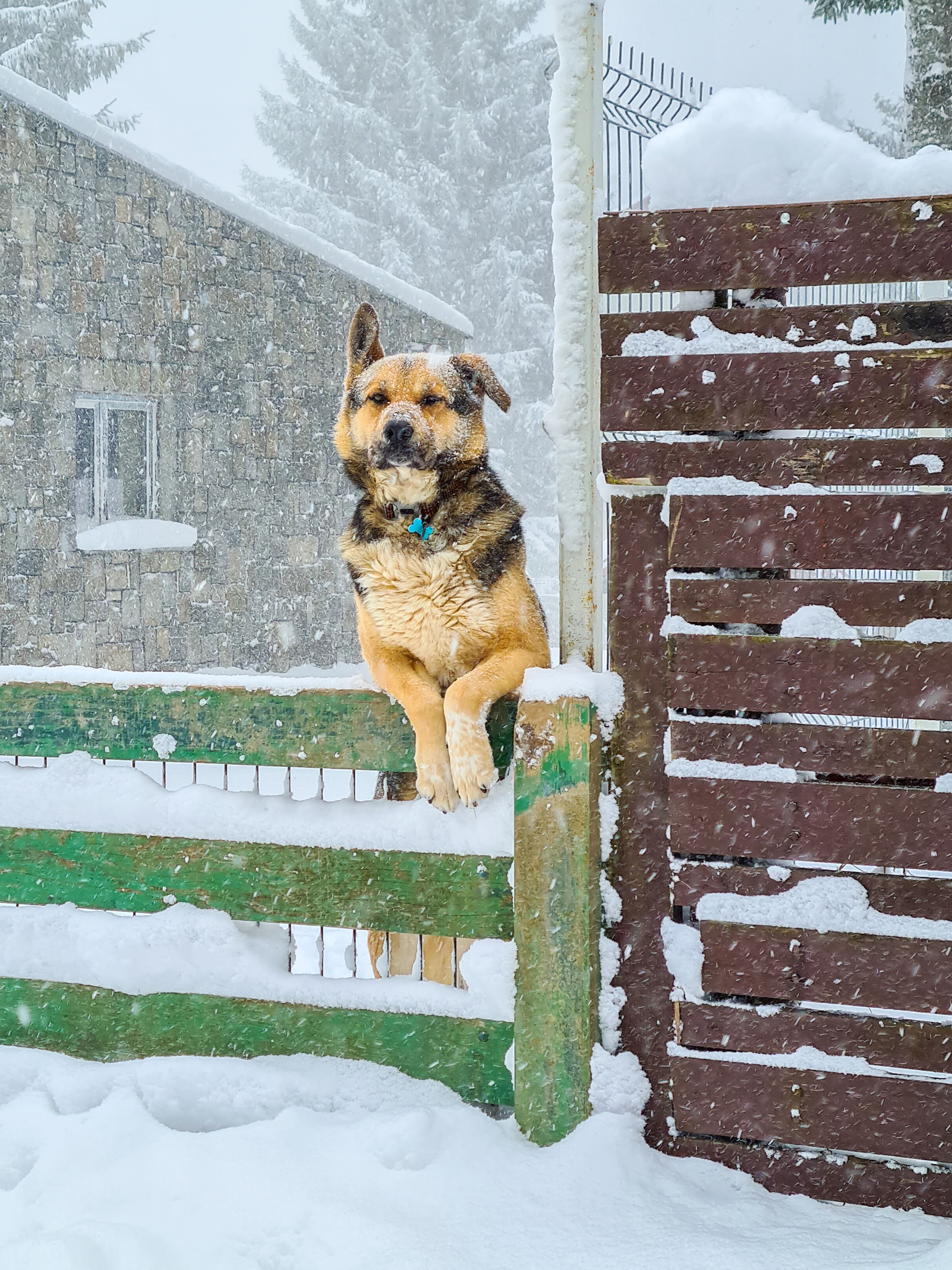 Dog in Snowy Winter Scene by Wooden Fence · Free Stock Photo