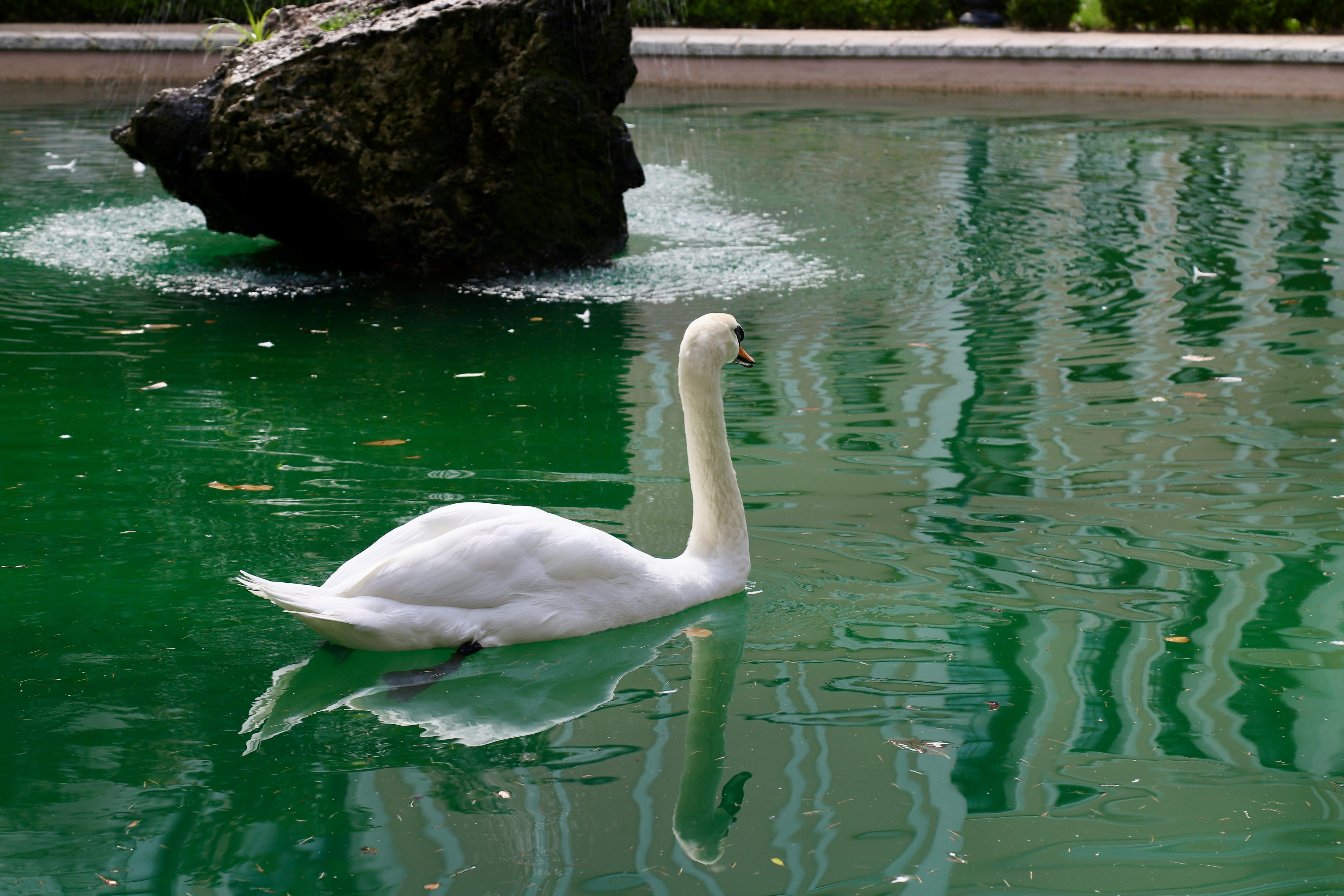 Koyal Bird Photos, Download The BEST Free Koyal Bird Stock Photos & HD ...