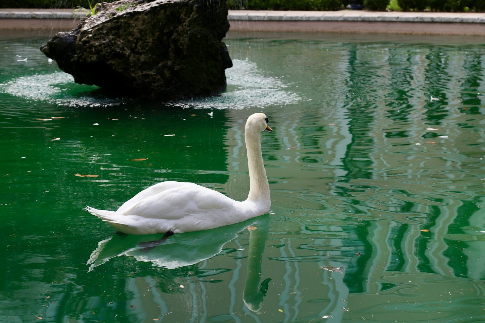 Koyal Bird Photos, Download The BEST Free Koyal Bird Stock Photos & HD ...