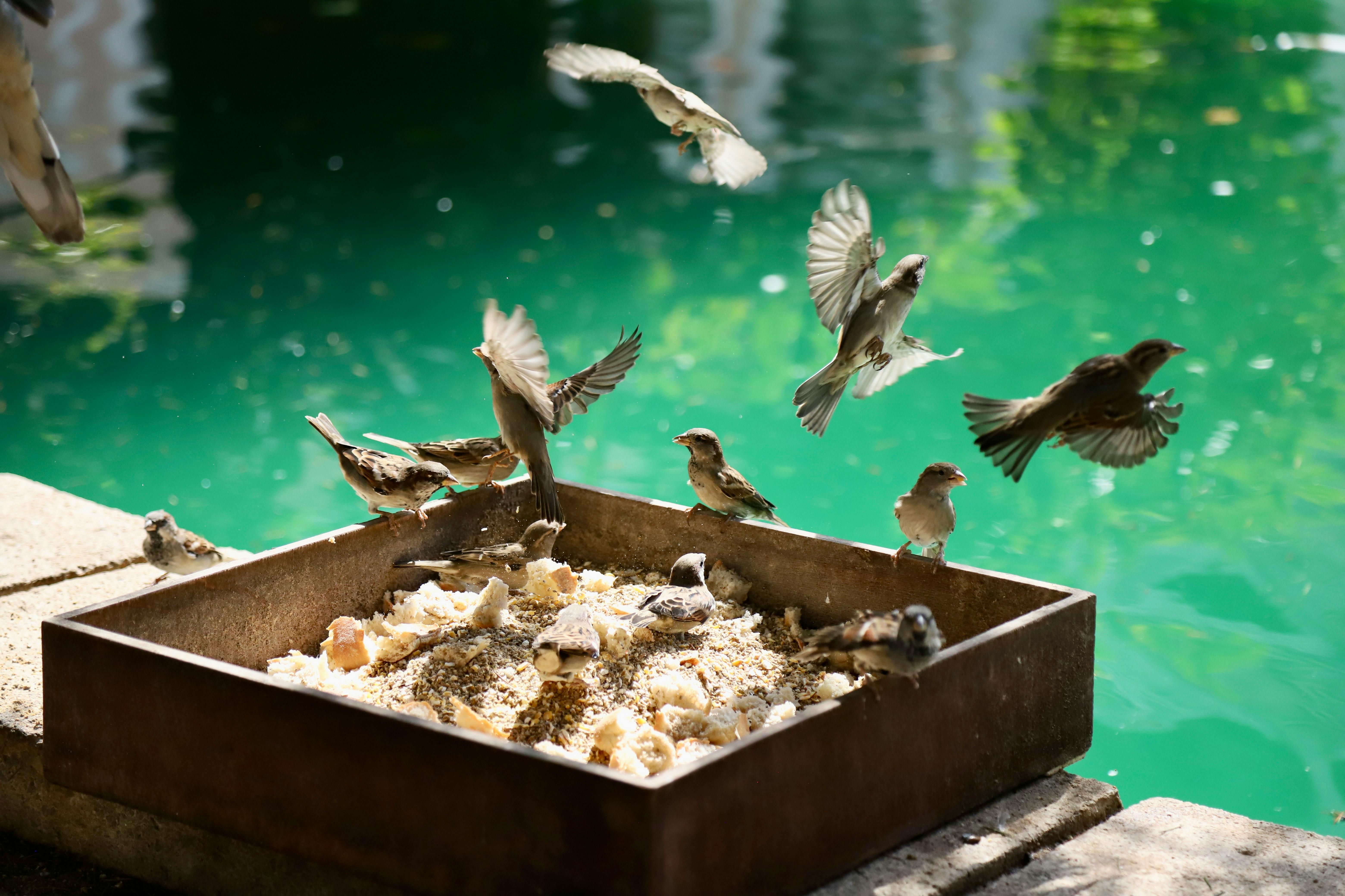 Sparrows On+A+Branch+Enjoy+Spring+Blooms Photos, Download The BEST Free ...